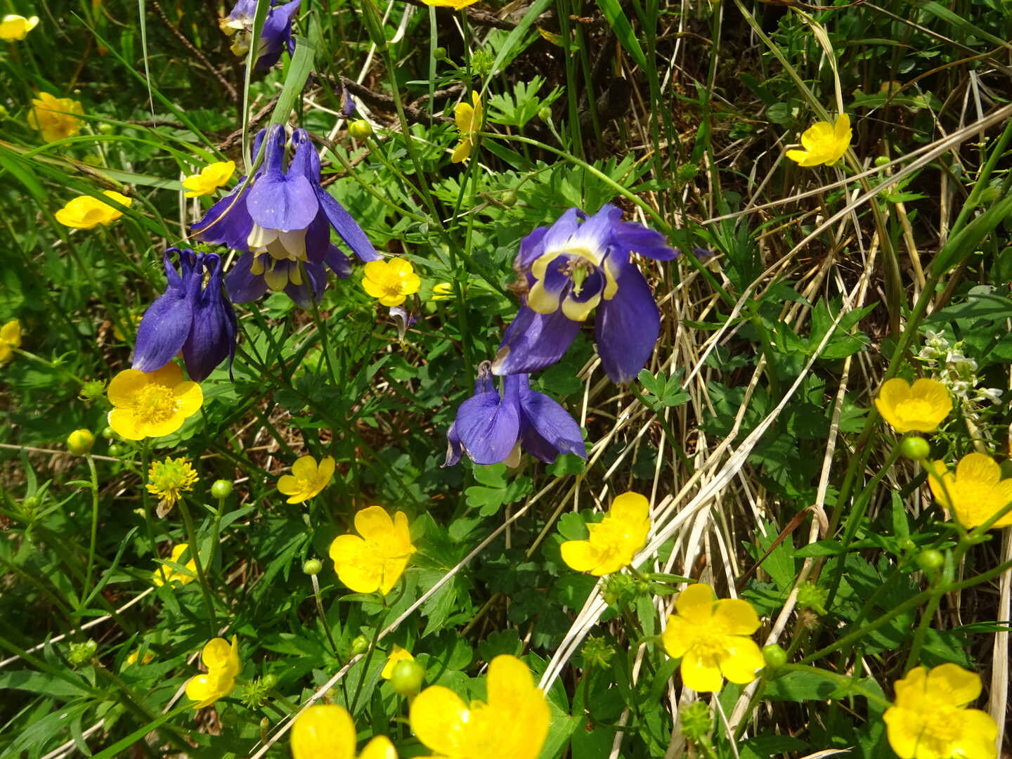 夕張岳 冷水コースピストン 2022-07-04 / へ～さんの夕張岳の活動データ | YAMAP / ヤマップ