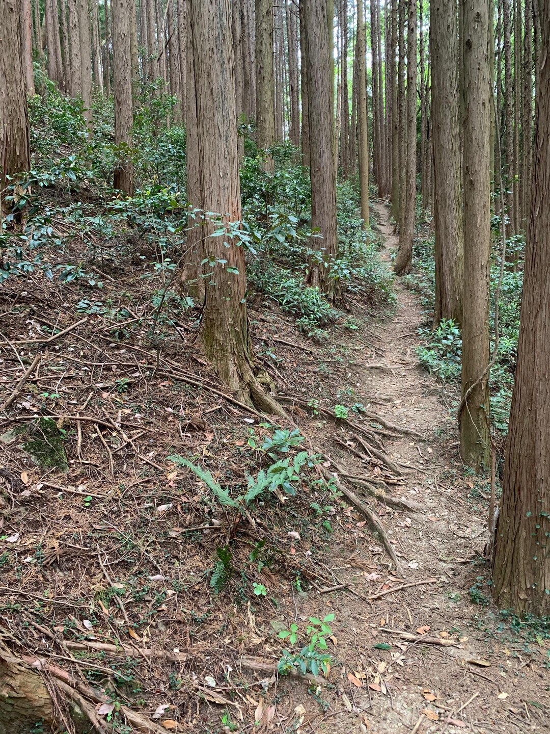 chiekoさんの投稿したフィールドメモ | YAMAP / ヤマップ