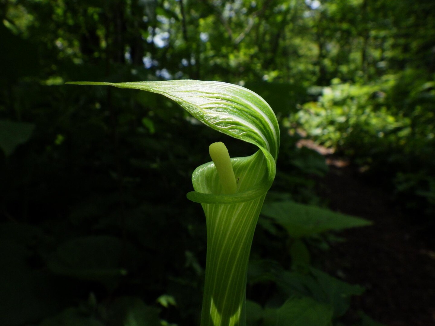 快風の函館山 / hynkさんの函館山の活動データ | YAMAP / ヤマップ