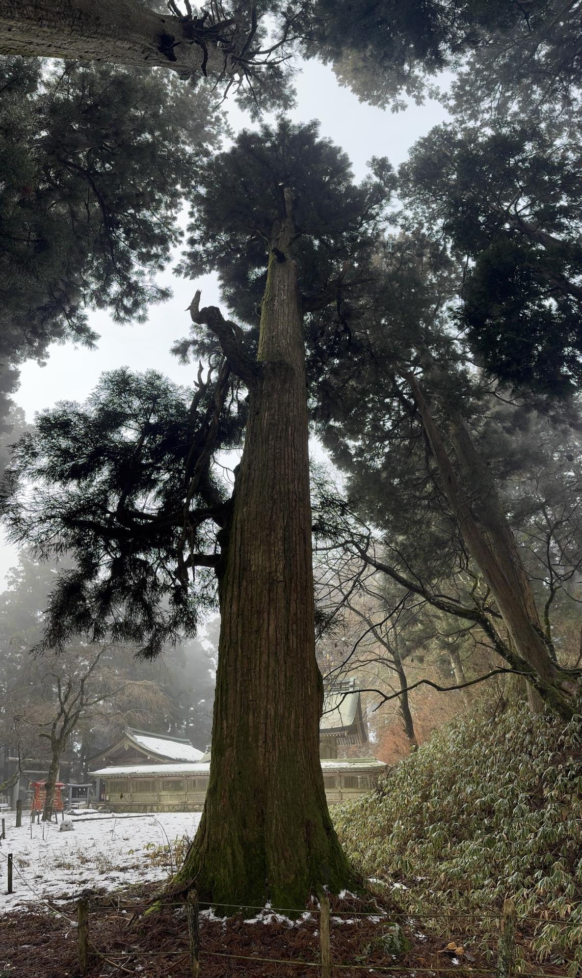 第69回 金剛山 / mt.take4さんの金剛山・二上山・大和葛城山の活動データ | YAMAP / ヤマップ