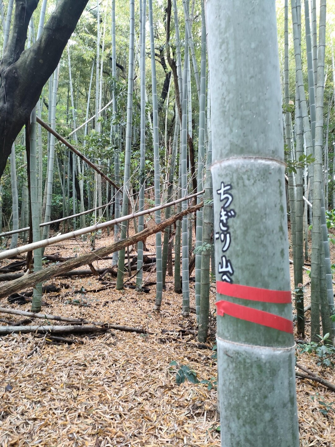 ☔あがりの基山5座へ / sol..さんの天拝山・基山の活動データ | YAMAP / ヤマップ