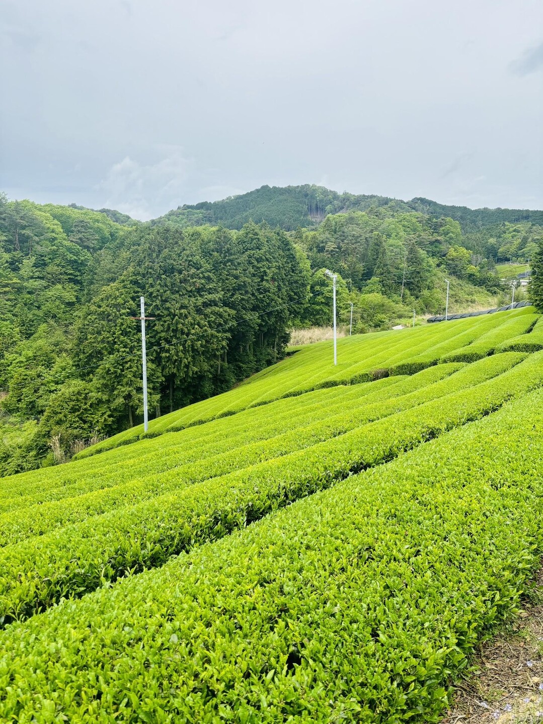 南山城村で山菜採り(*' '*) / KEIKOさんのモーメント | YAMAP / ヤマップ