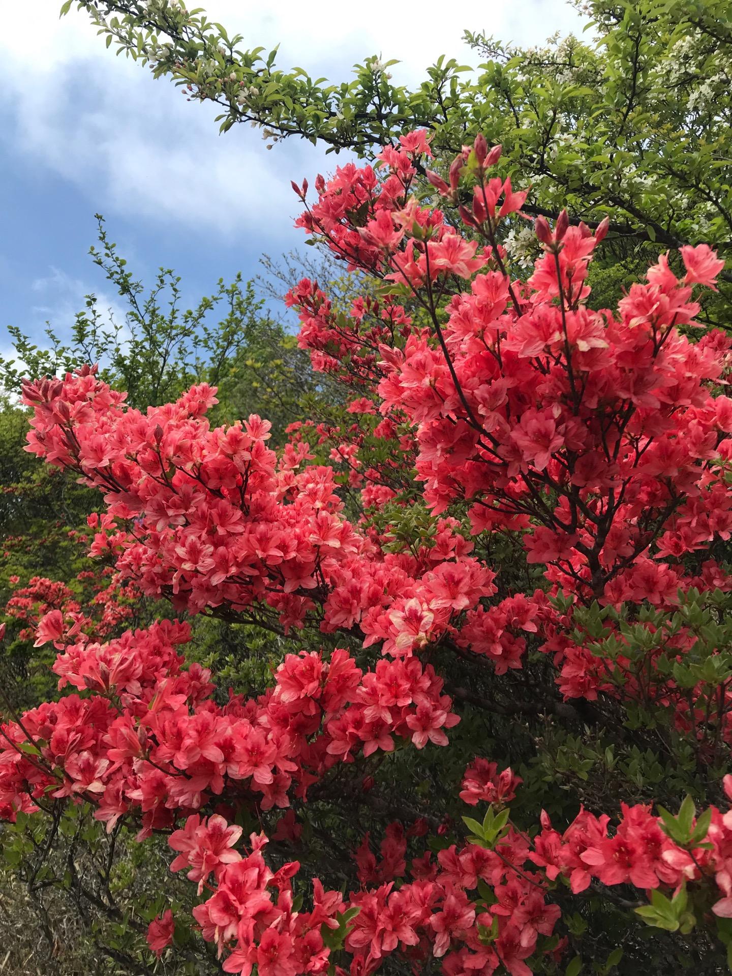 荒山・朝香嶺 / FD3Sさんの赤城山・黒檜山・荒山の活動日記 | YAMAP / ヤマップ