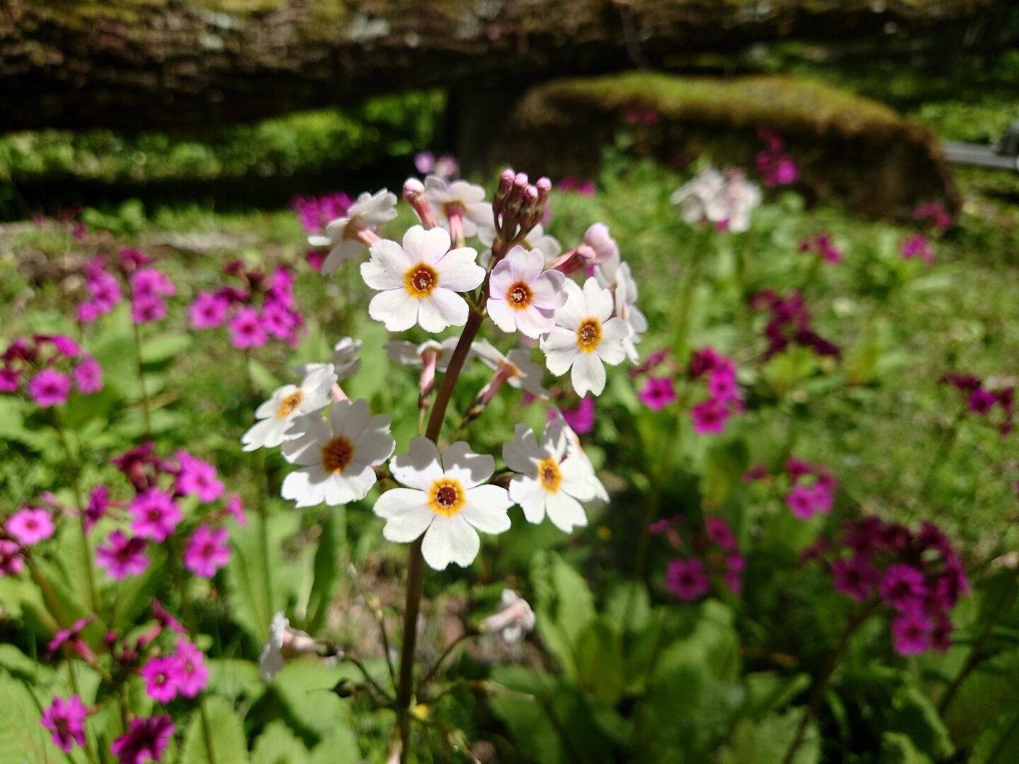 社山・黒檜岳 / t-nagaさんの社山・半月山の活動日記 | YAMAP / ヤマップ