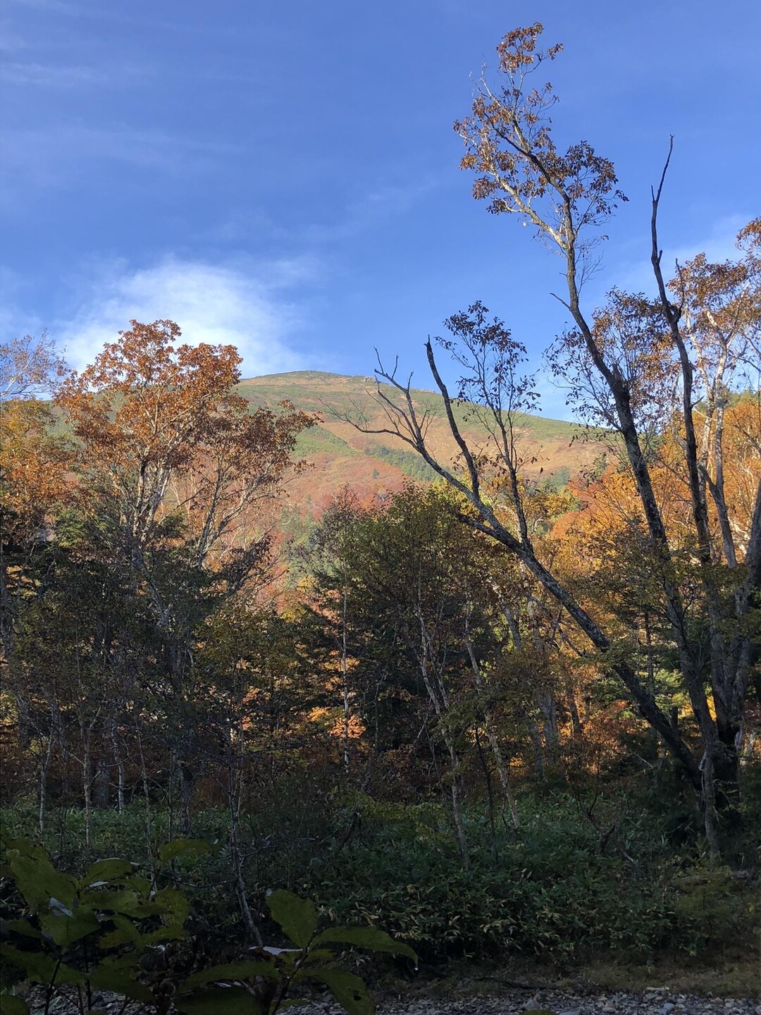 至仏山・小至仏山 / yadaさんの尾瀬・至仏山・悪沢岳・笠ヶ岳の活動データ | YAMAP / ヤマップ
