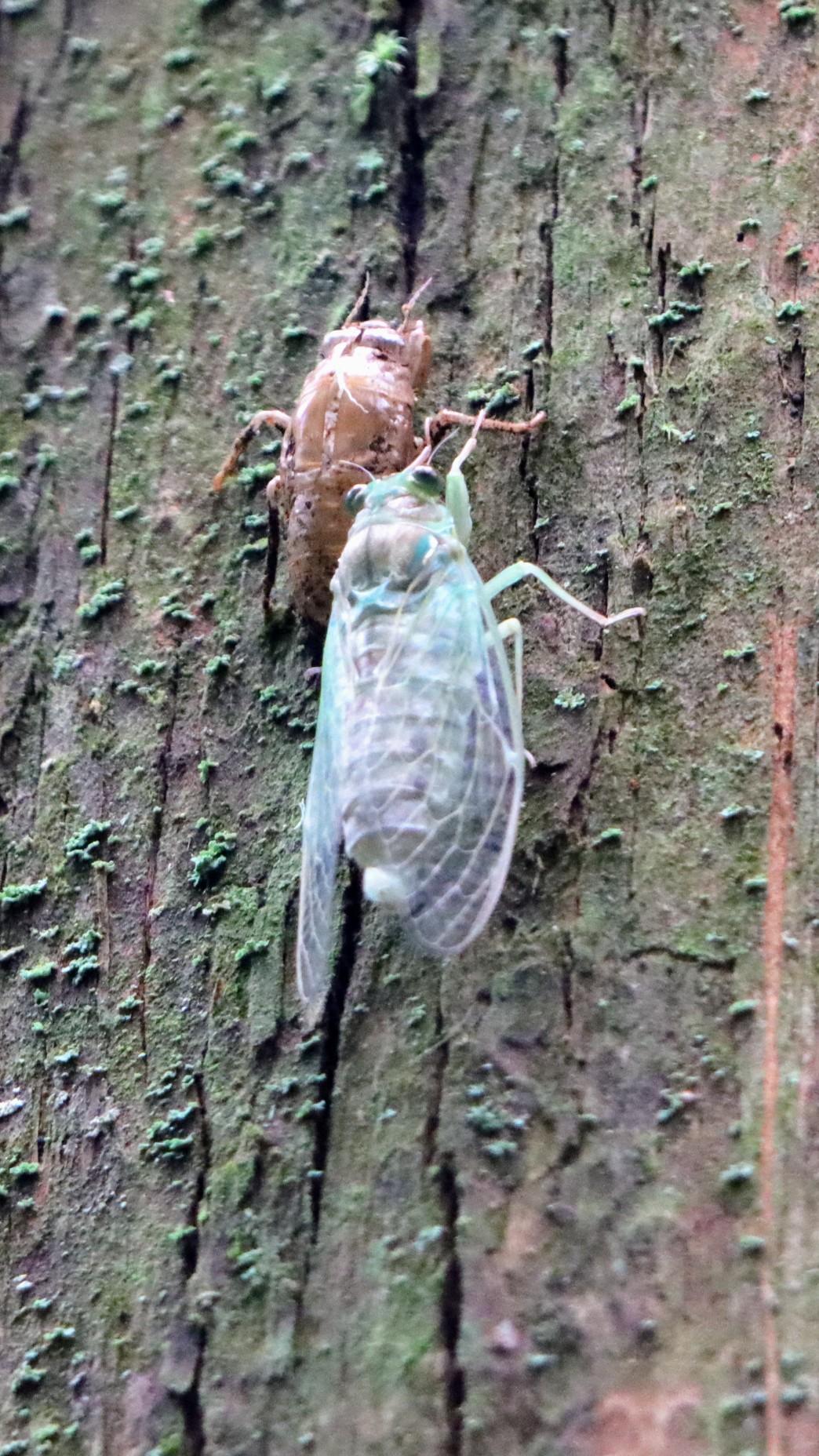 虫、蛇の苦手な方ご容赦ください。 htt... / moonさんのモーメント | YAMAP / ヤマップ