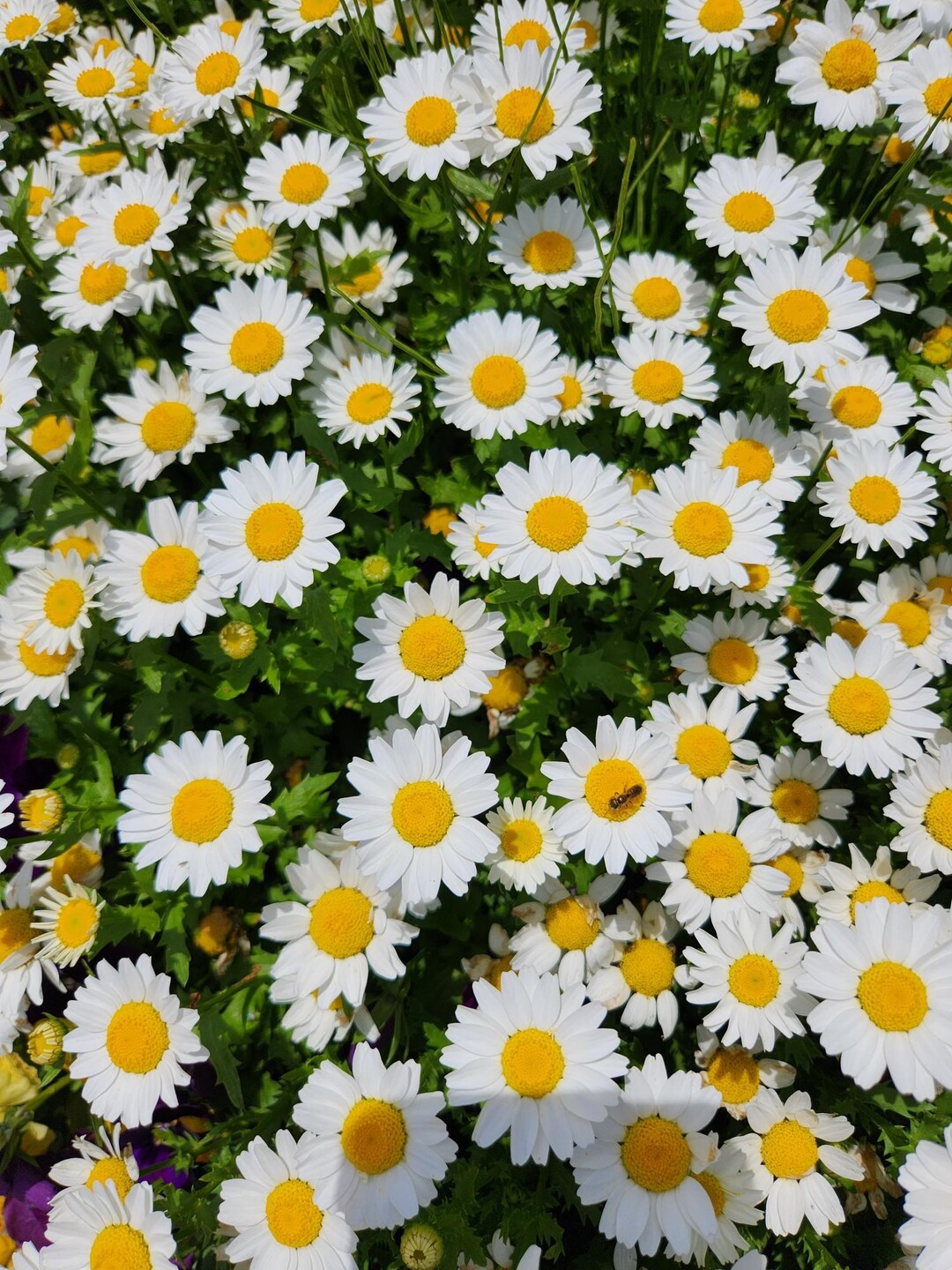 枚岡公園～生駒山～生駒駅(往復) / Cielさんの生駒山・神津嶽・大原山の活動データ | YAMAP / ヤマップ