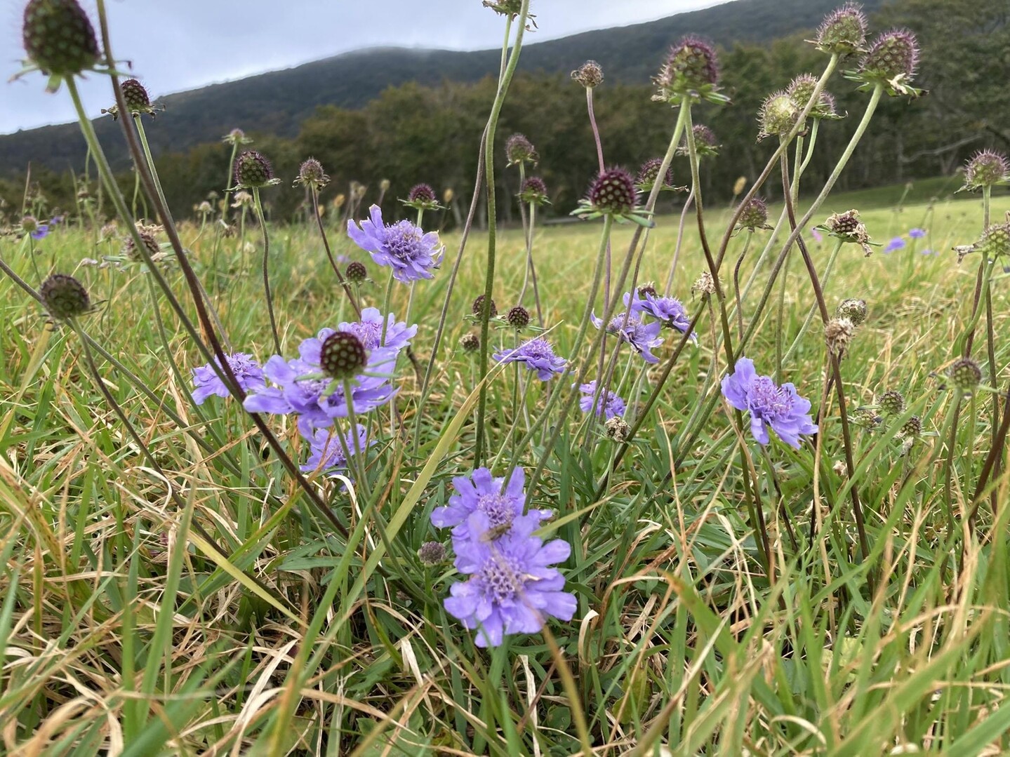吾妻山で山ご飯 / Akkyさんの比婆山・立烏帽子山・吾妻山の活動データ | YAMAP / ヤマップ