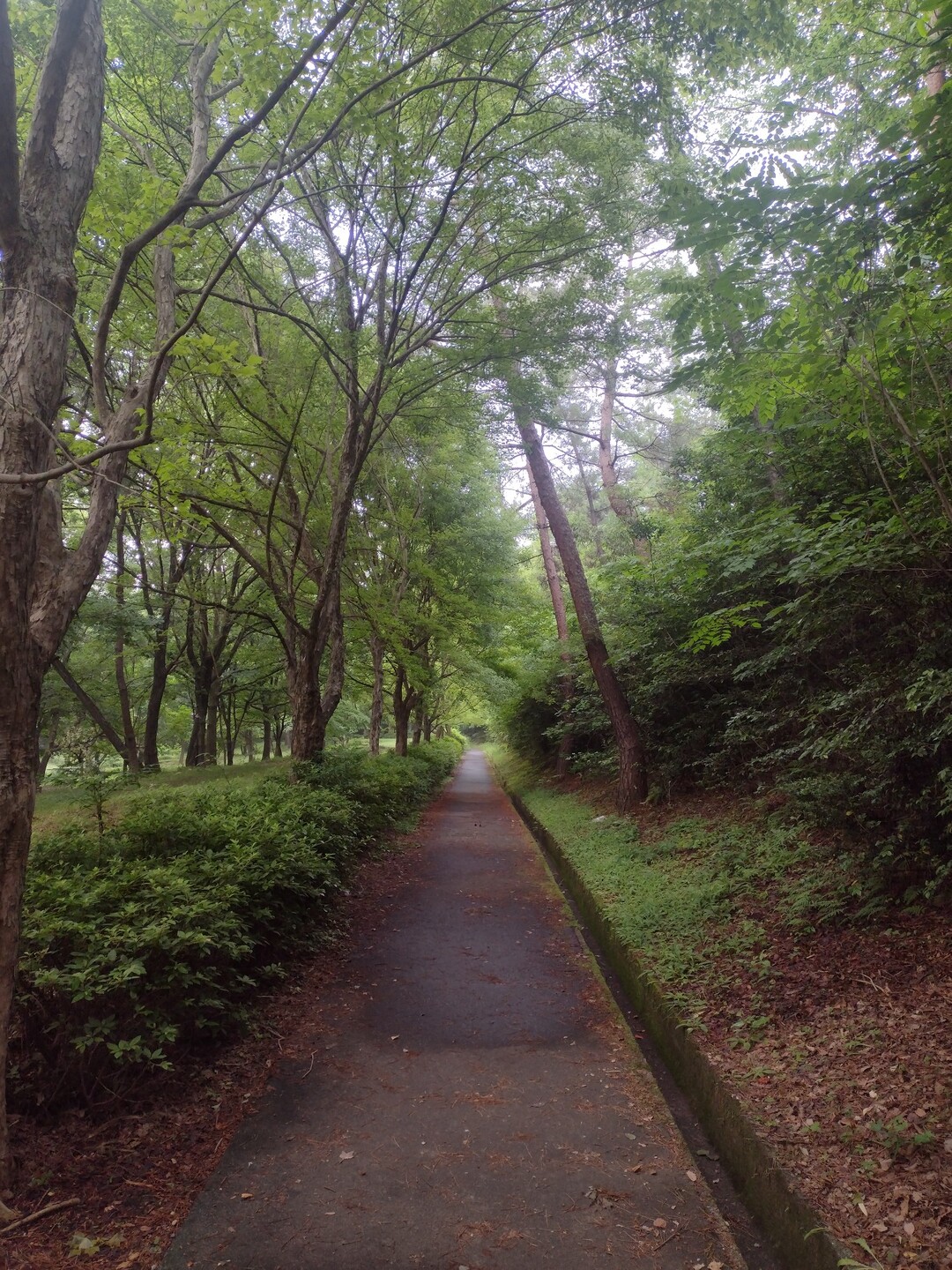 朝ジョギング🏃 マイナスイオン充電中 ... / sin-yaさんのモーメント | YAMAP / ヤマップ