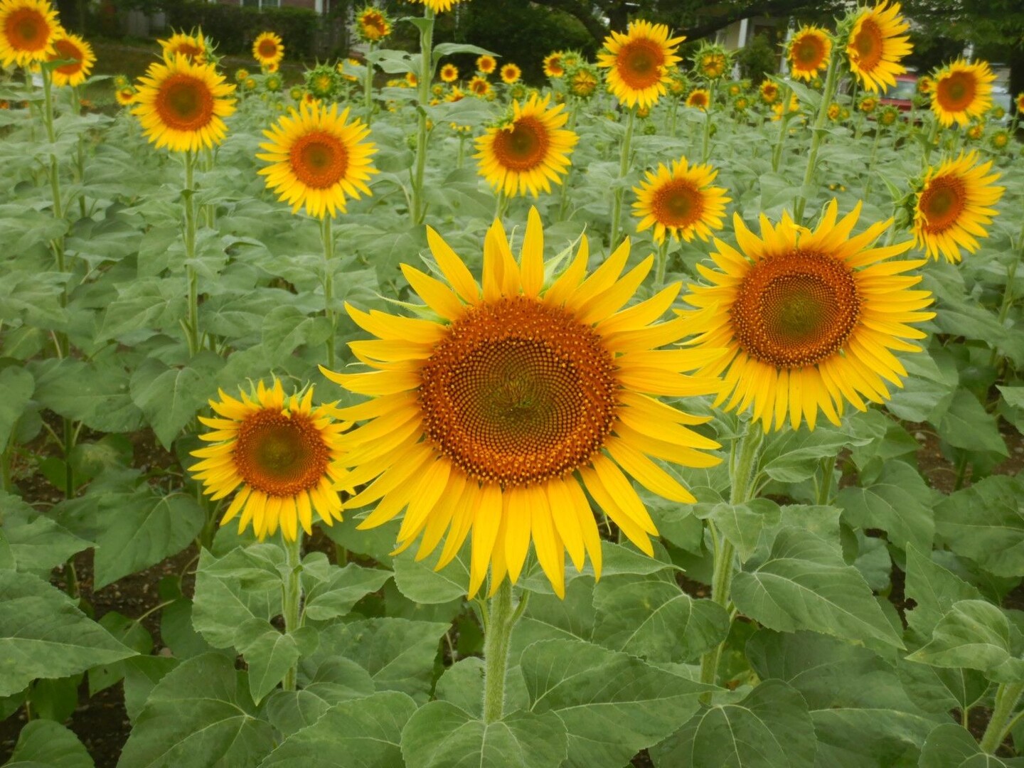 第2段🌻咲き出す😅 今は五分咲きかな... / ken-3さんのモーメント | YAMAP / ヤマップ