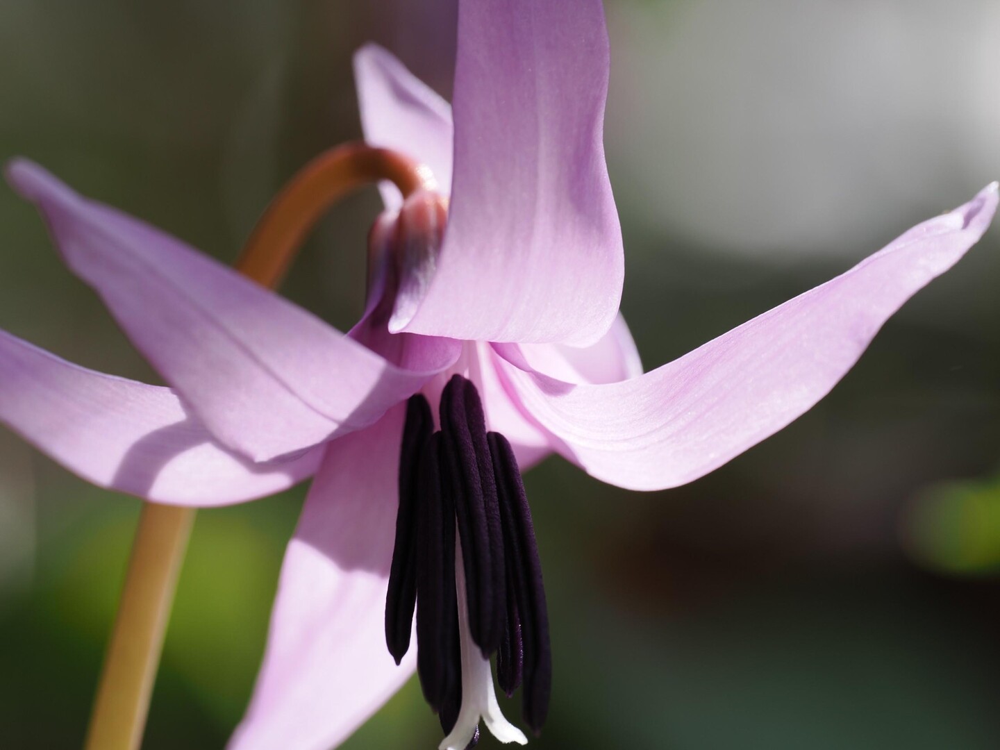 花笑みの季節、尻場山 / satoomoさんの尻場山の活動データ | YAMAP / ヤマップ