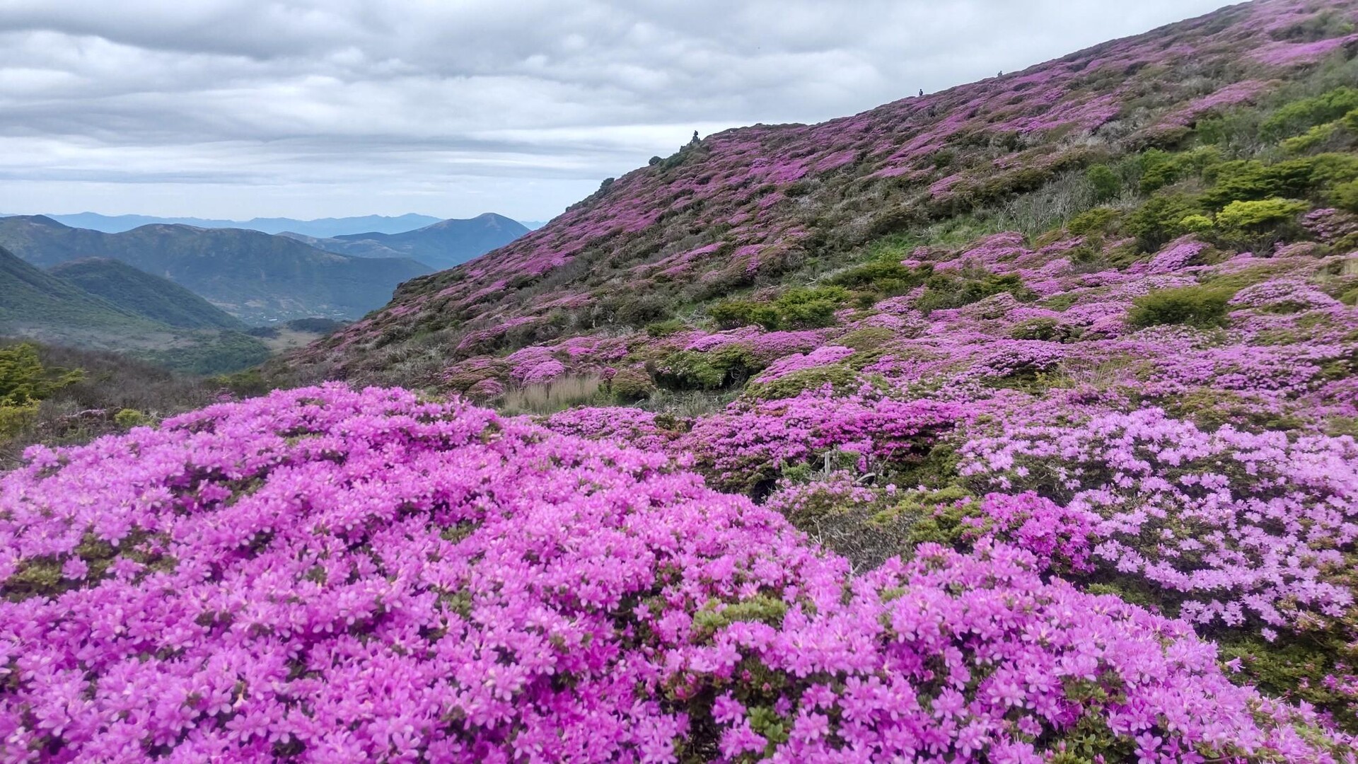 ミヤマキリシマの平治岳 / Mt.Keyさんの九重山（久住山）・大船山・星生山の活動データ | YAMAP / ヤマップ