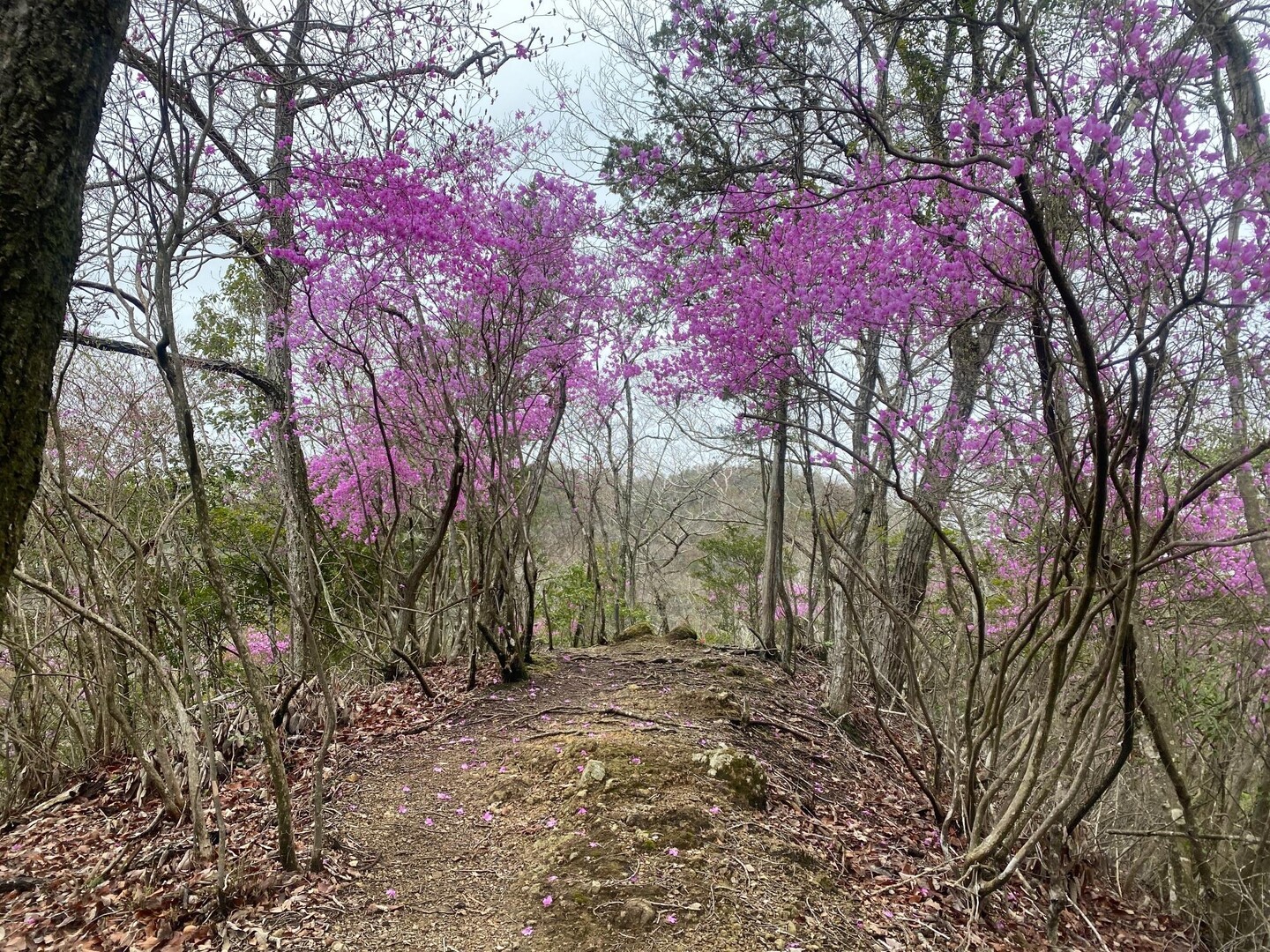 ジョギング🏃‍♂️plus上郡アルプス⛰ / ka10_UKさんの上郡アルプス・生駒山の活動日記 | YAMAP / ヤマップ