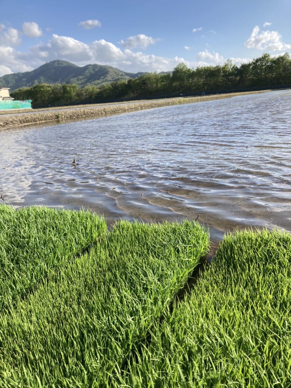 【山形の風物1】我が故郷もいよいよ田植え... / kaeruさんのモーメント | YAMAP / ヤマップ