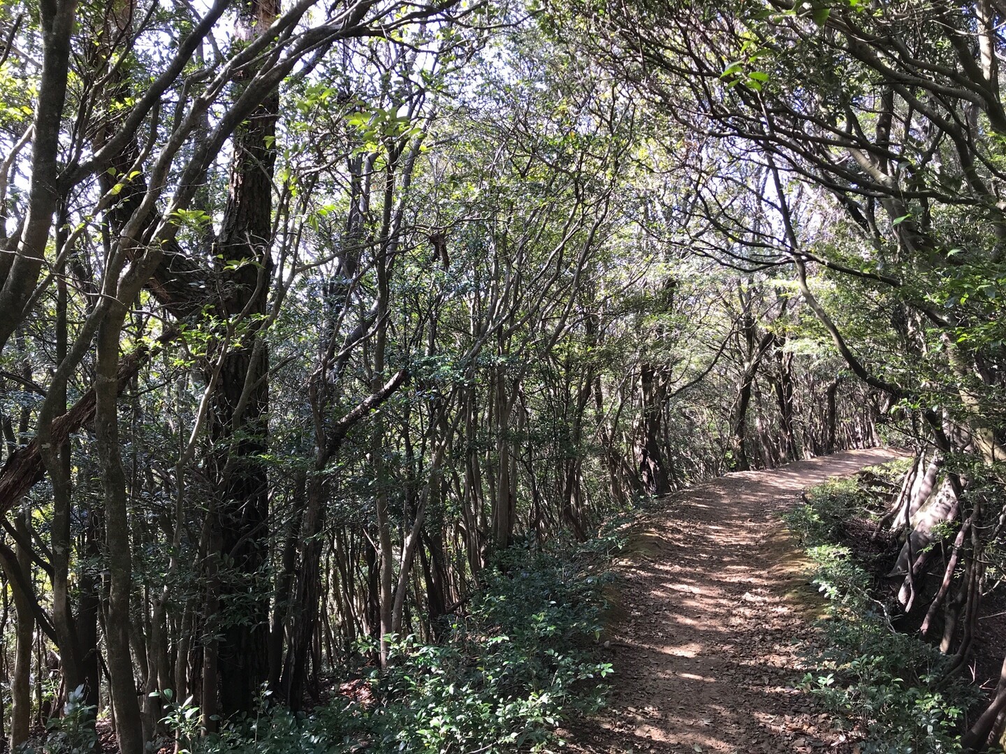 諭鶴羽山 / yunyoさんの淡路島の活動データ | YAMAP / ヤマップ