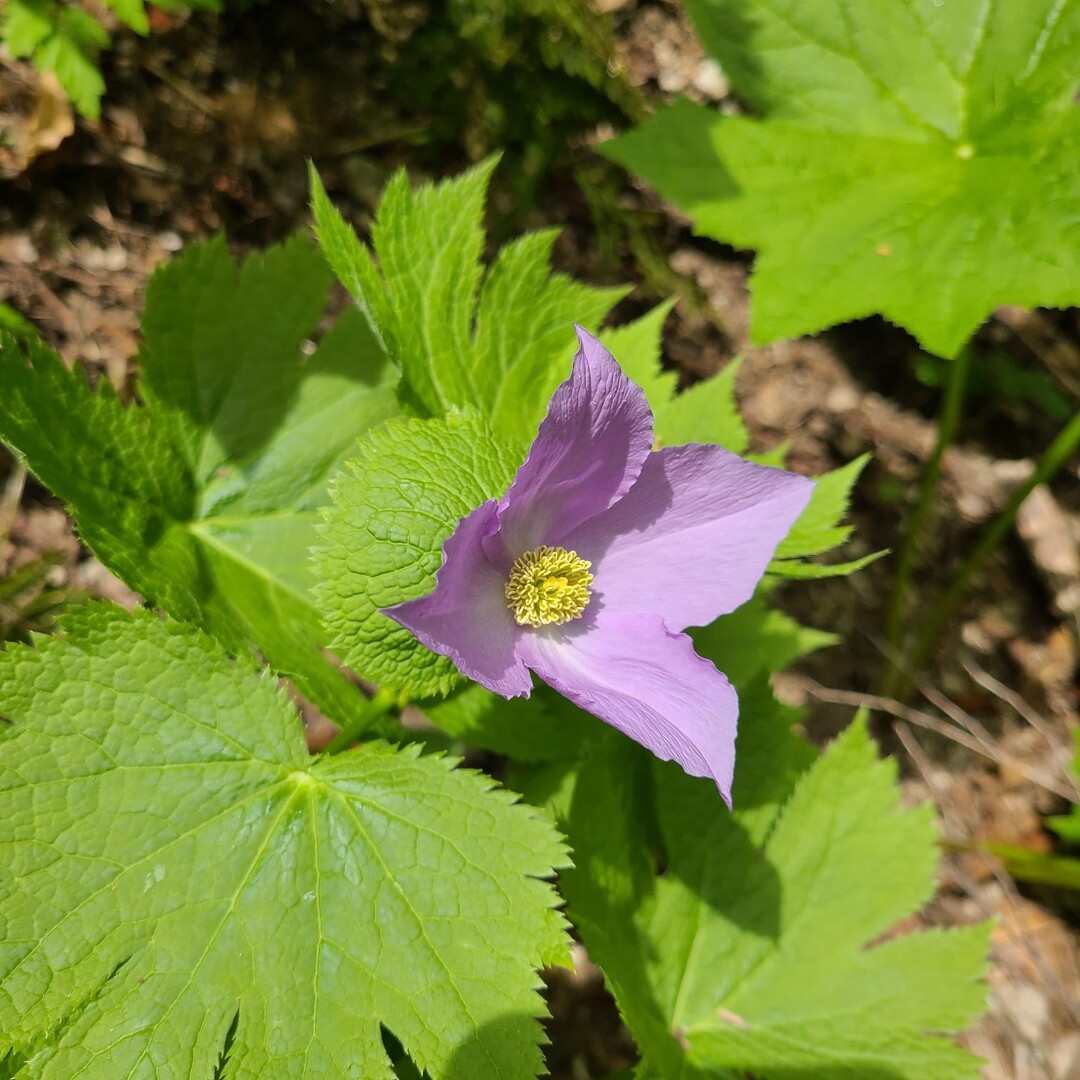 今日は中山へ もうみれないと思っていたカ... / keikoさんのモーメント | YAMAP / ヤマップ