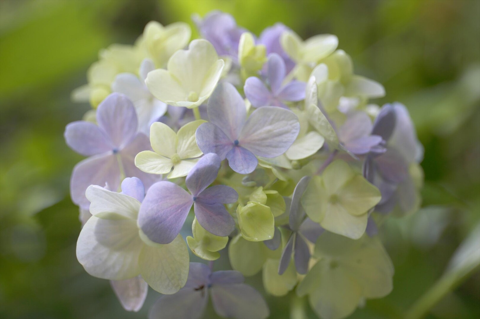 太平山 / koduckunさんの太平山・晃石山・唐沢山の活動データ | YAMAP / ヤマップ