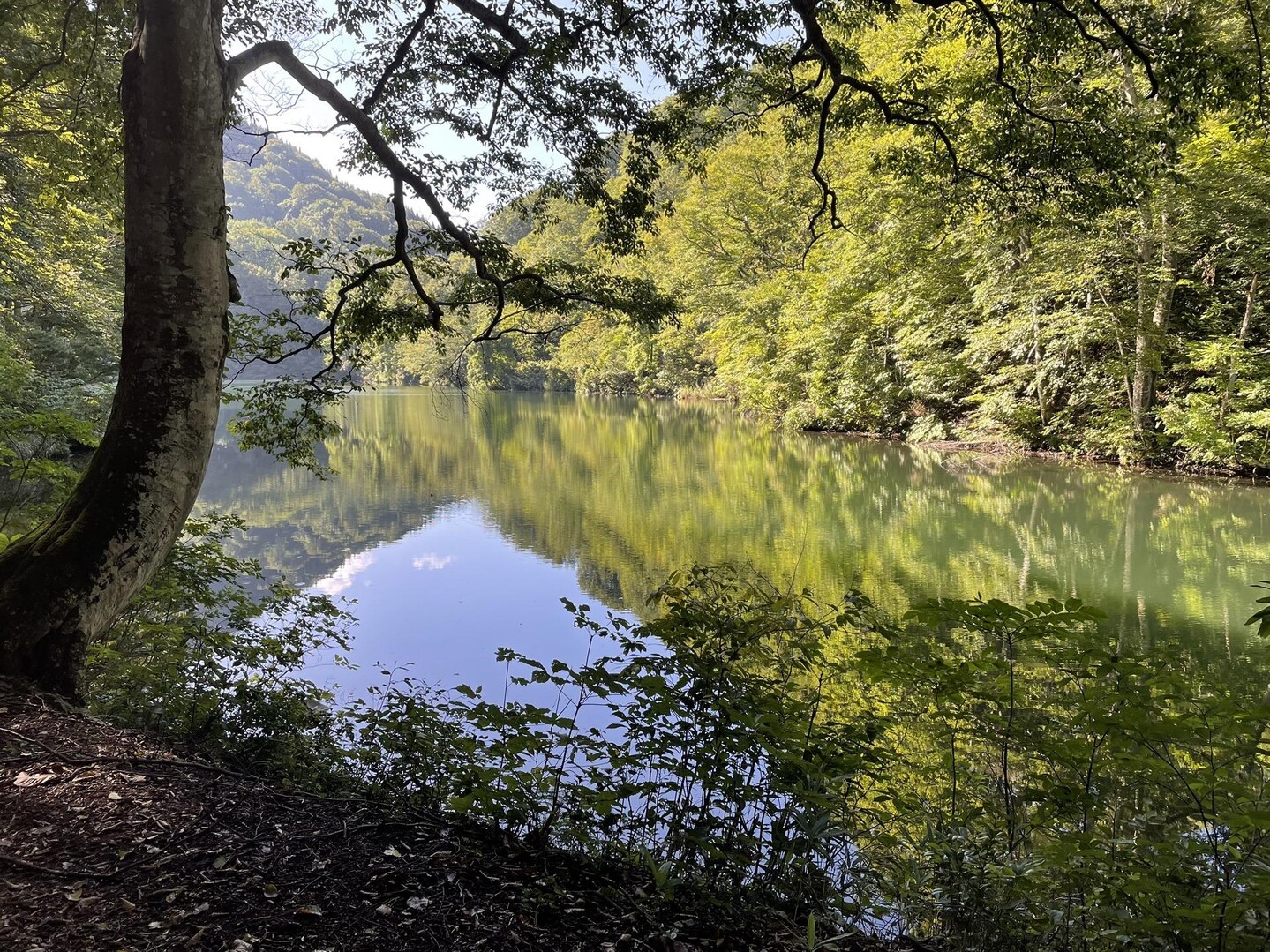 番屋山：八十里越七名山 山&湯巡りキャンペーン♨️ / yumaさんの番屋山の活動データ | YAMAP / ヤマップ