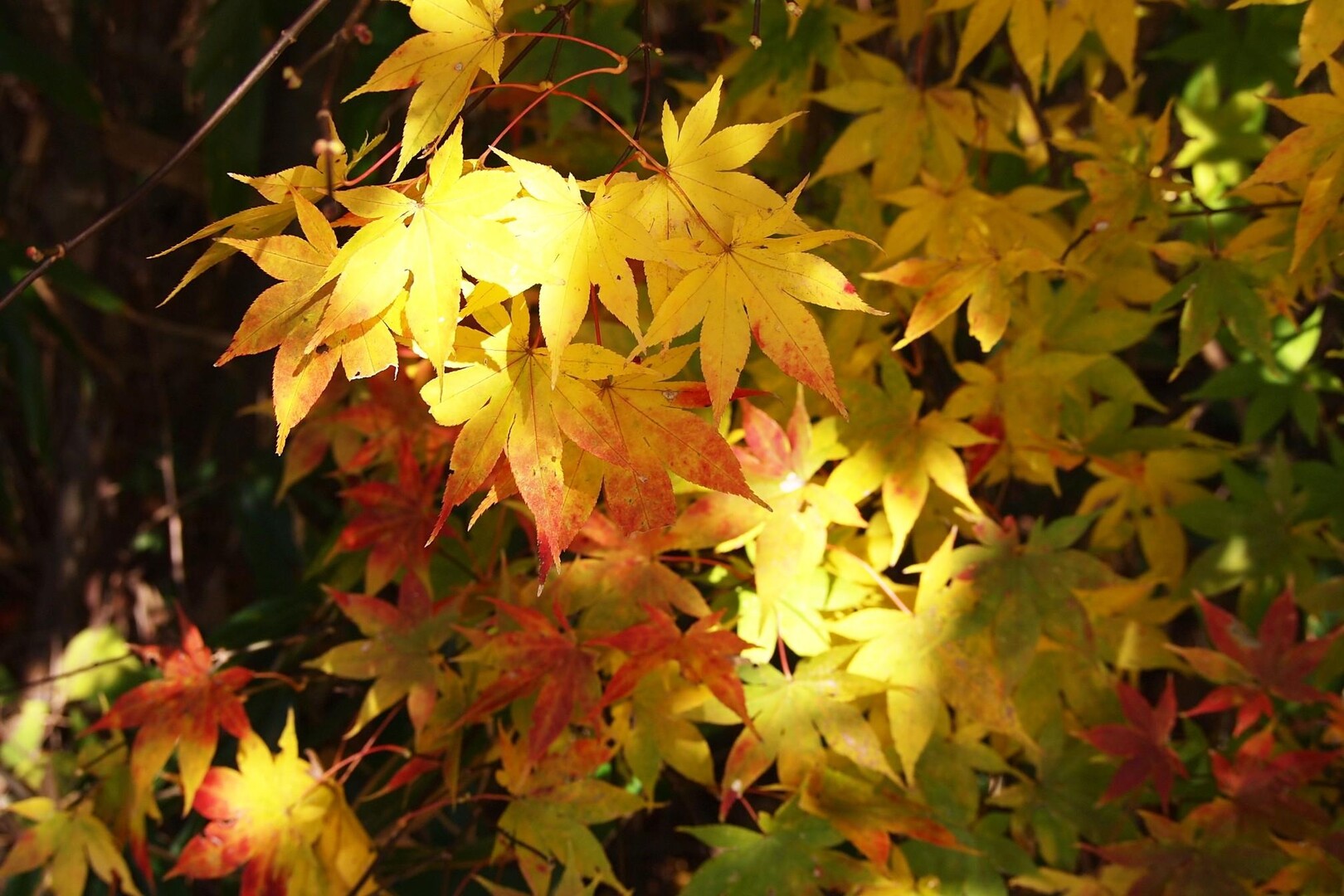 阿古耶谷・館山-2023-11-15 / aiさんの北上市の活動データ | YAMAP / ヤマップ