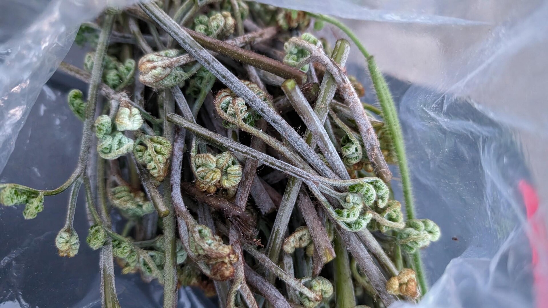 蕨採り 夕暮れ時🌇の少ない時間で採取... / by hideさんのモーメント | YAMAP / ヤマップ