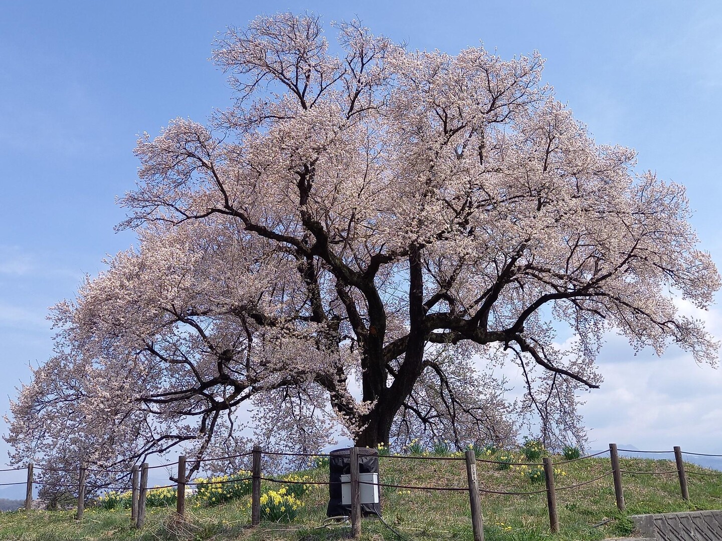 満開の桜と里山🌸 / emi.sanさんの中山・中山砦の活動データ | YAMAP / ヤマップ
