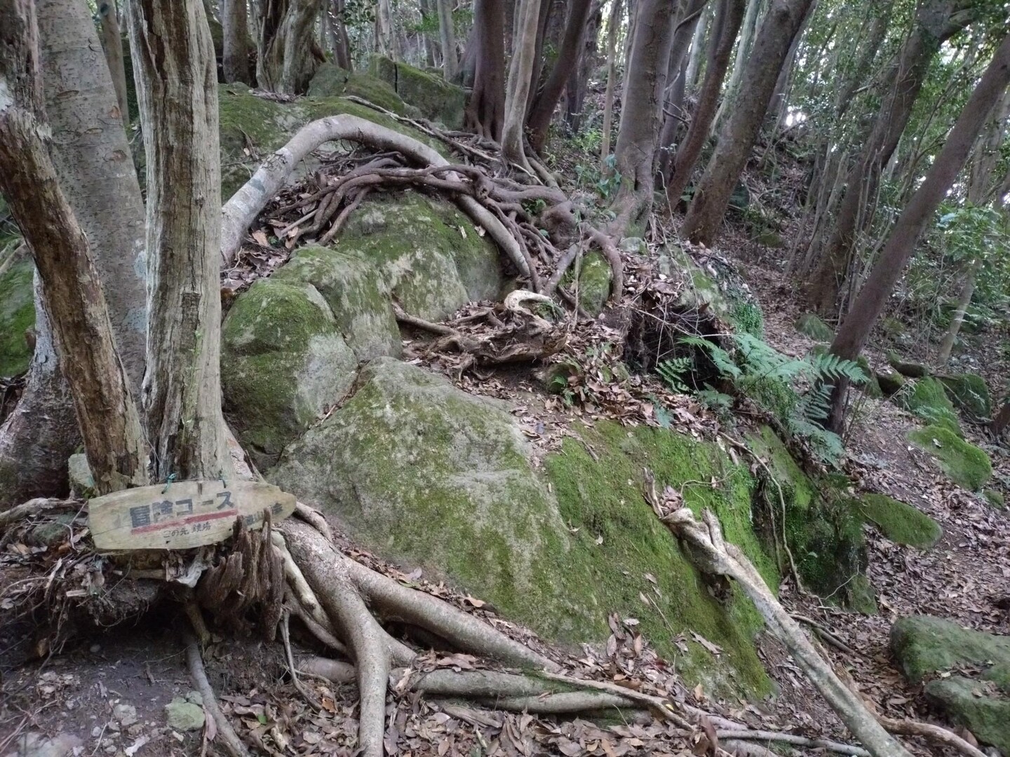 azukiさんの投稿したフィールドメモ | YAMAP / ヤマップ