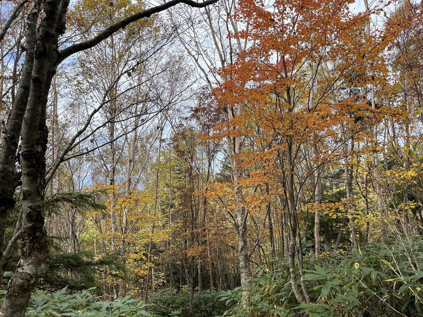 日影平山・丸黒山-2024-10-18 / Ma-buさんの丸黒山・日影平山・かぶと山の活動データ | YAMAP / ヤマップ