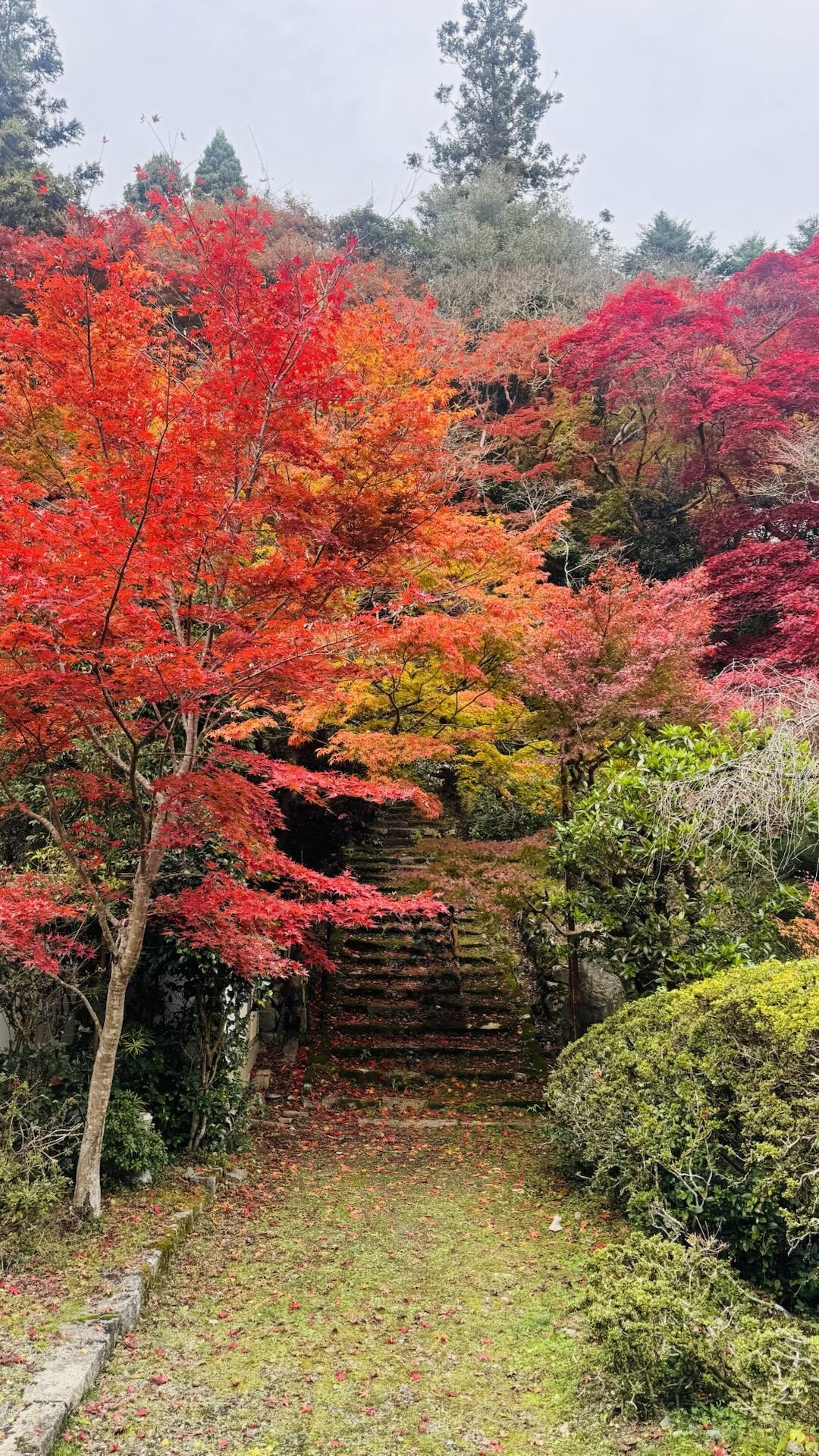 善峯寺〜金蔵寺〜大原野神社 2024/11/27 / chako-sanさんのウォーキングの活動データ | YAMAP / ヤマップ