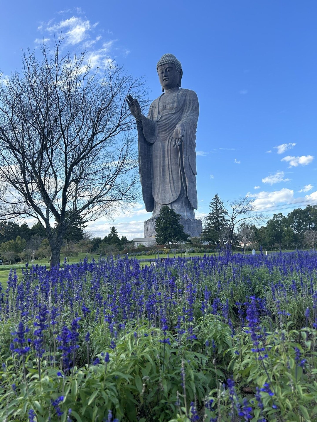 今日は、牛久の大仏に行ってきました。大仏... / Eddieさんのモーメント | YAMAP / ヤマップ