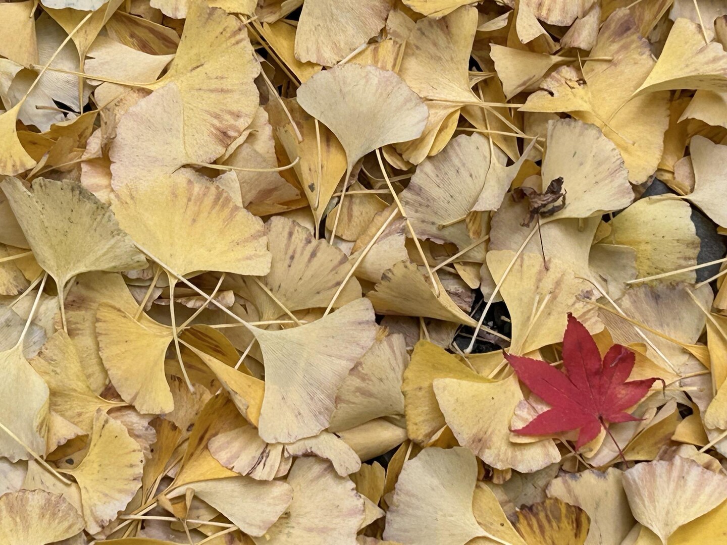 八幡山 宇都宮市内お散歩 / mimosaさんの宇都宮市の活動データ | YAMAP / ヤマップ