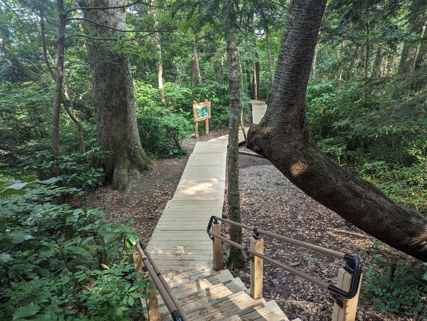 高尾山のあたりをトレラン / AKIさんの高尾山・陣馬山・景信山の活動データ | YAMAP / ヤマップ