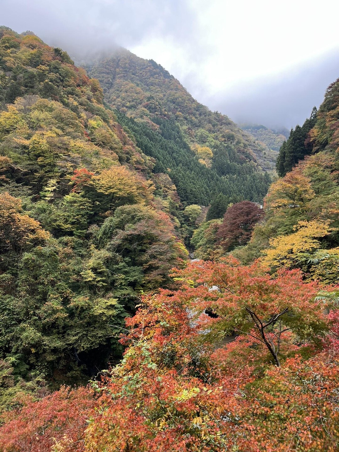 三峰口駅～ / so!yo!さんの雲取山・鷹ノ巣山・七ツ石山の活動データ | YAMAP / ヤマップ