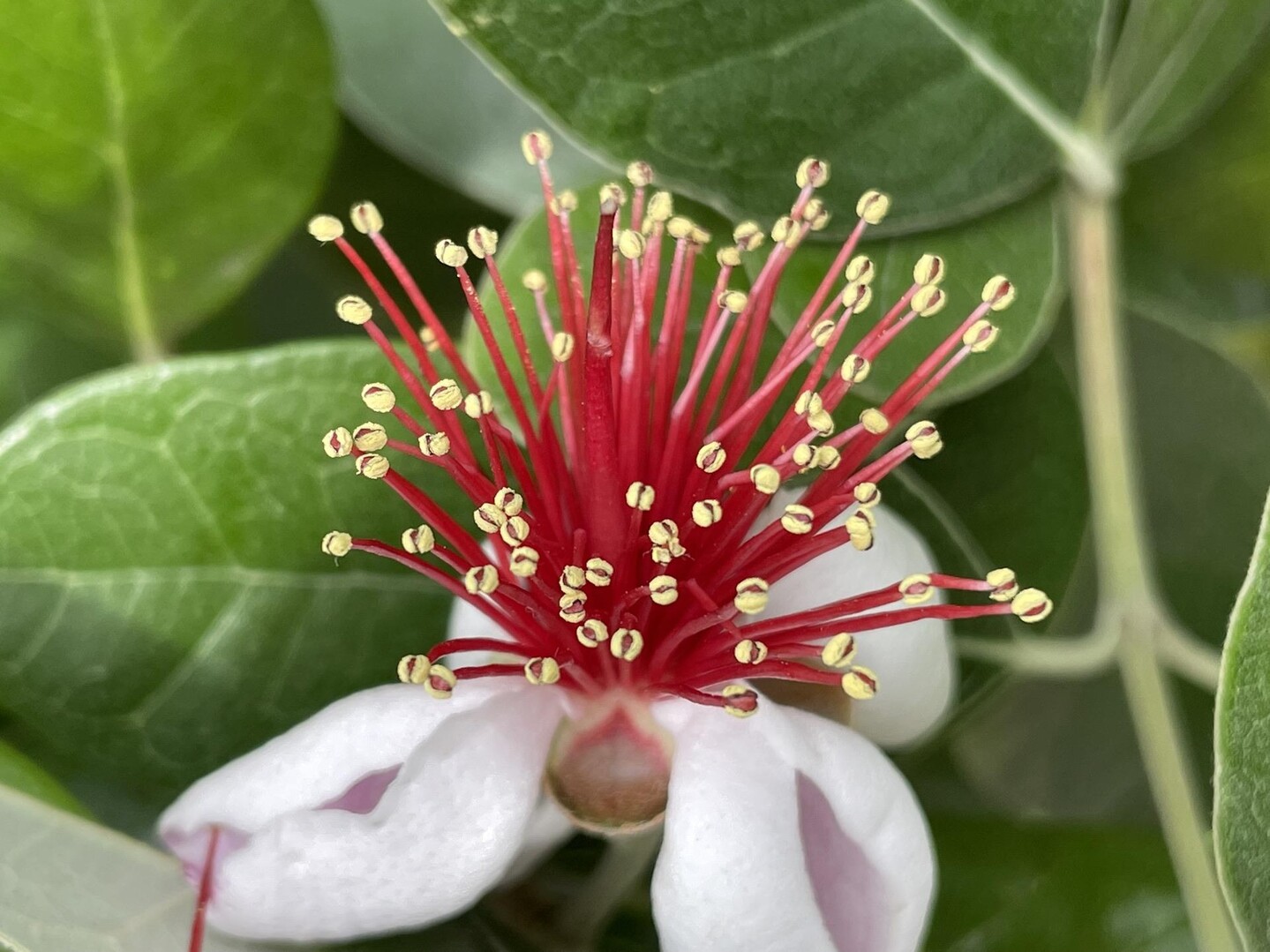 リハビリ⑨ ウォーキング-2023-05-26 / Naoさんのウォーキングの活動データ | YAMAP / ヤマップ