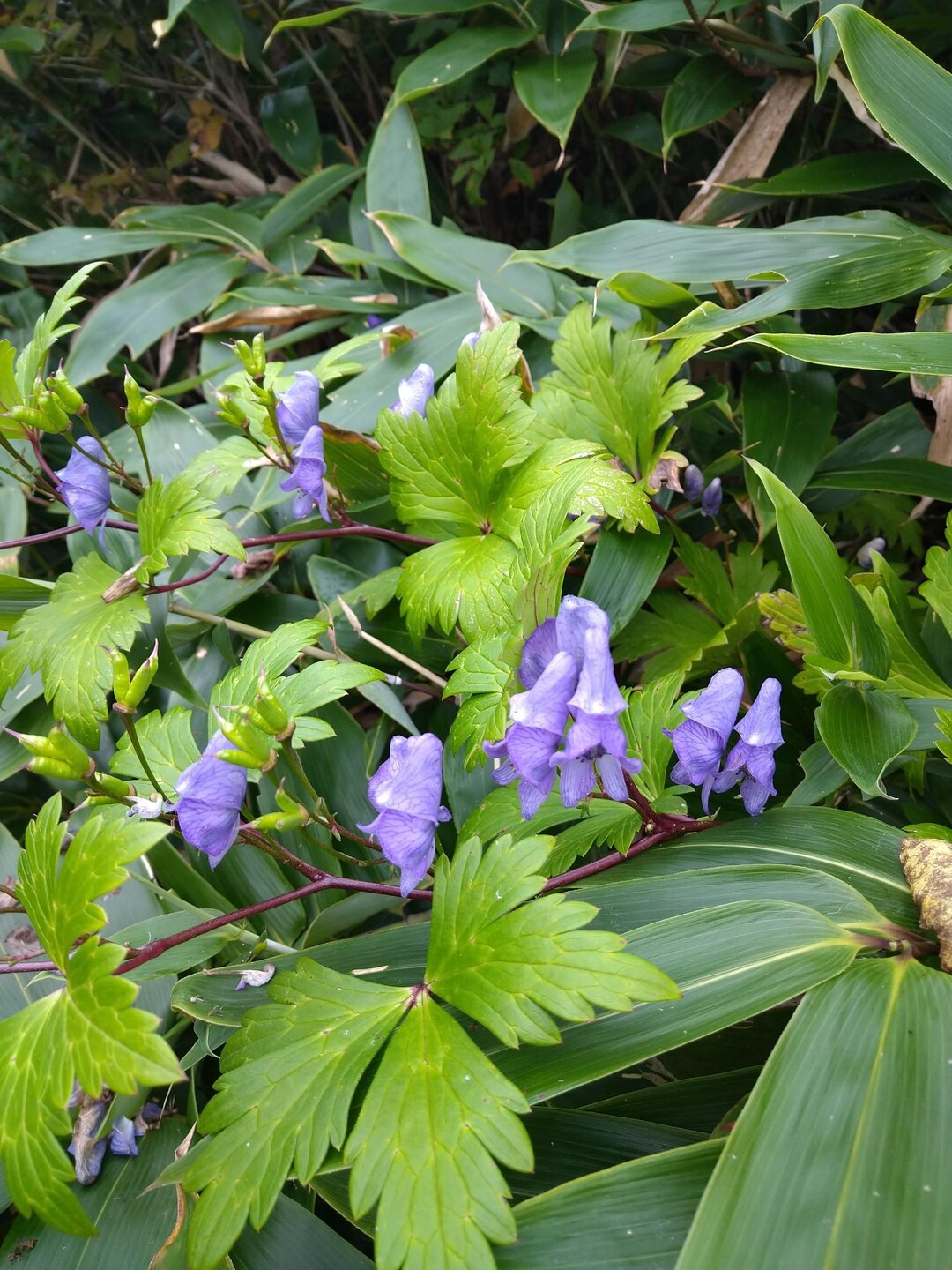 富士見台高原NO3 お友達は昨日西穂高... / かまらさんのモーメント | YAMAP / ヤマップ