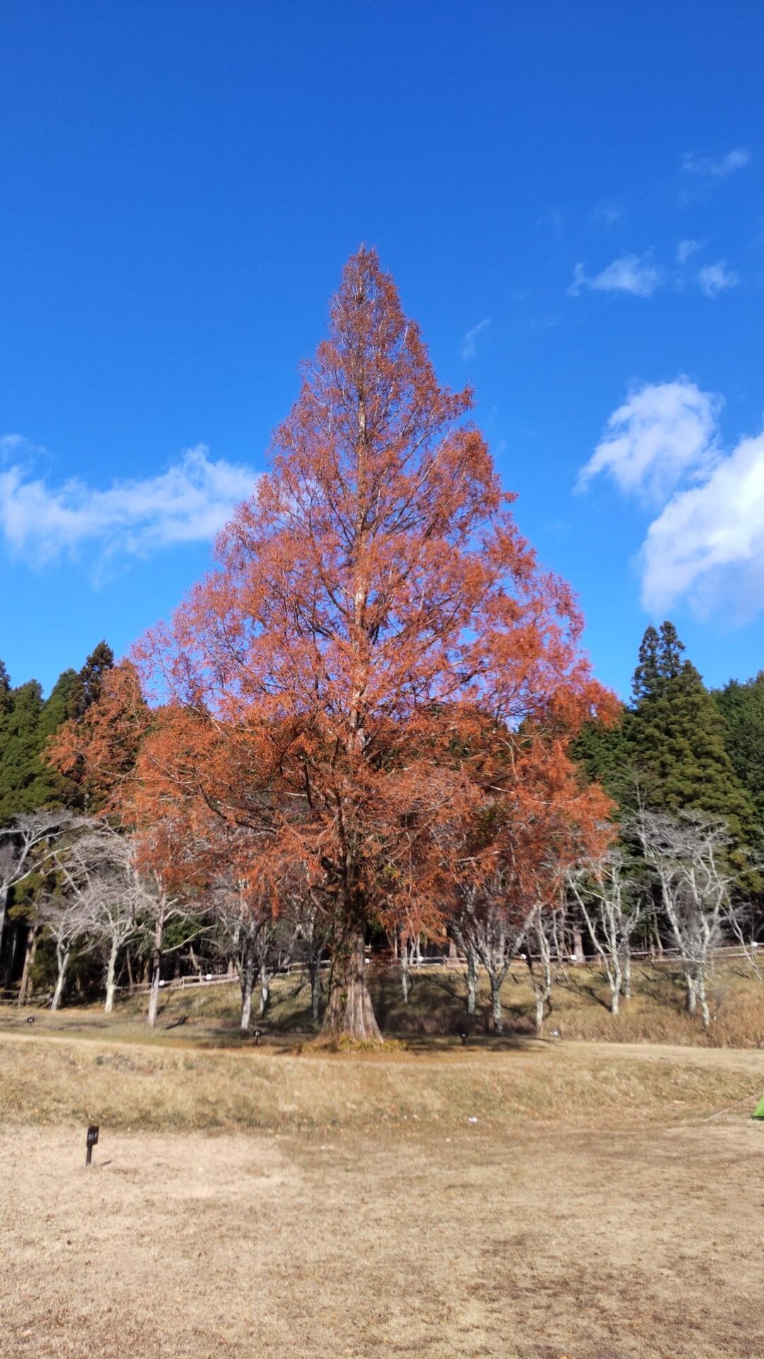船原山・立石山 / やまのなかまさんの小鹿山の活動日記 | YAMAP / ヤマップ