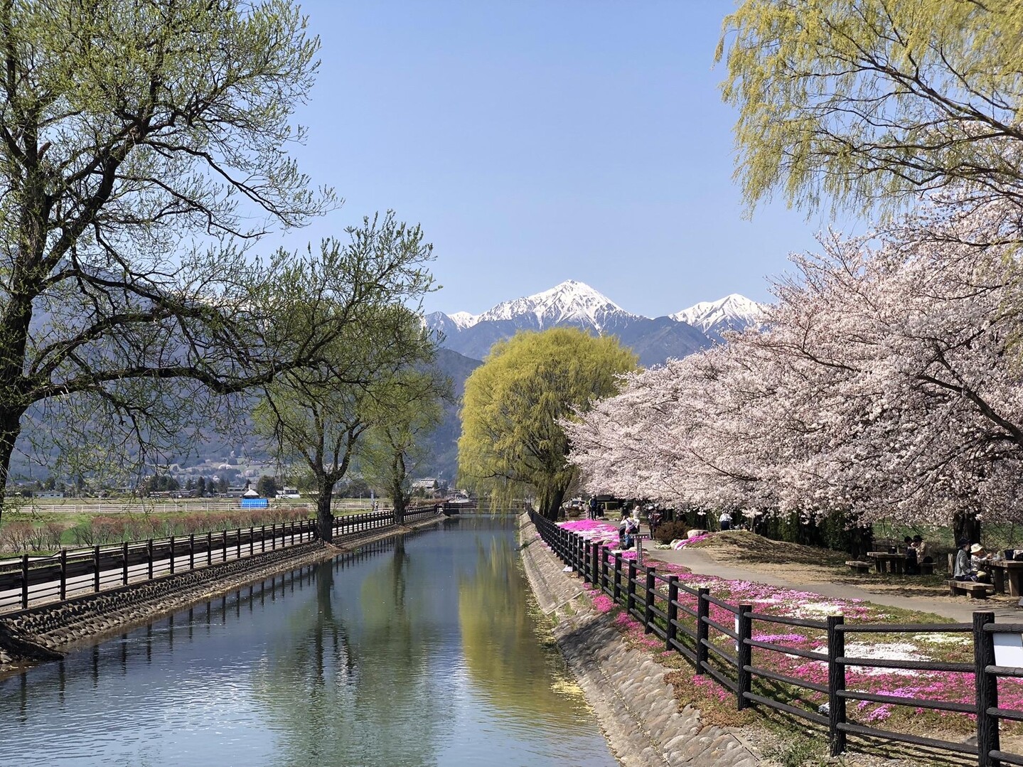 安曇野の春 残雪の常念岳と桜 / とんこつさんのモーメント | YAMAP / ヤマップ