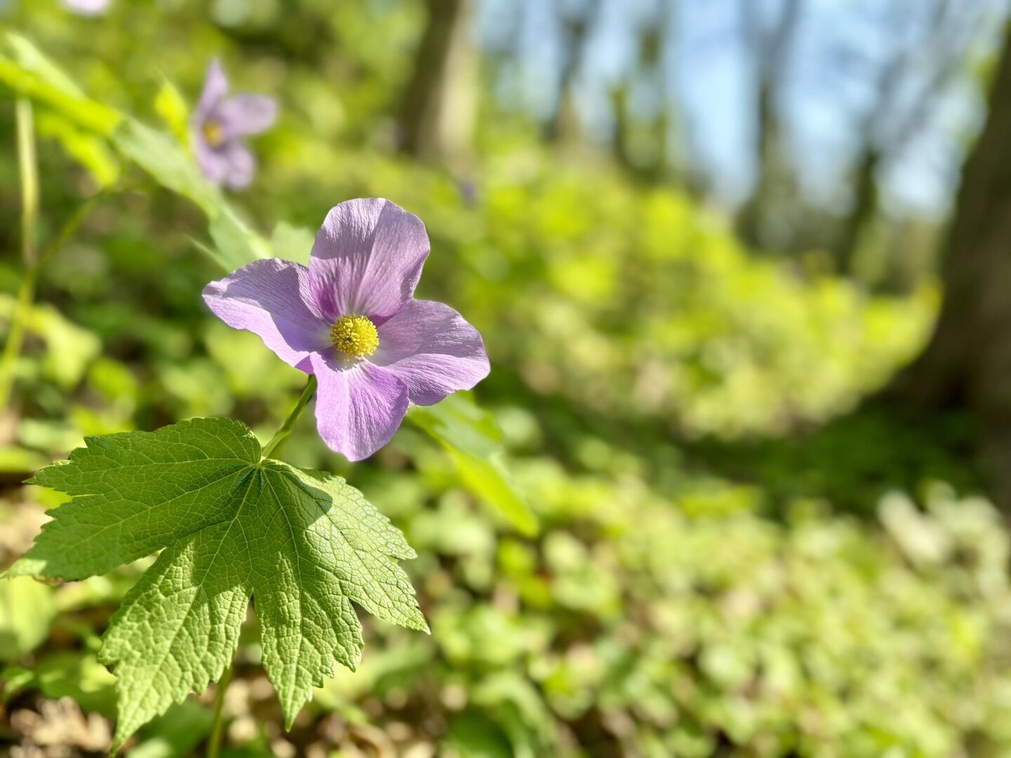 シラネアオイとエゾノリュウキンカに癒され... / aki_さんのモーメント | YAMAP / ヤマップ