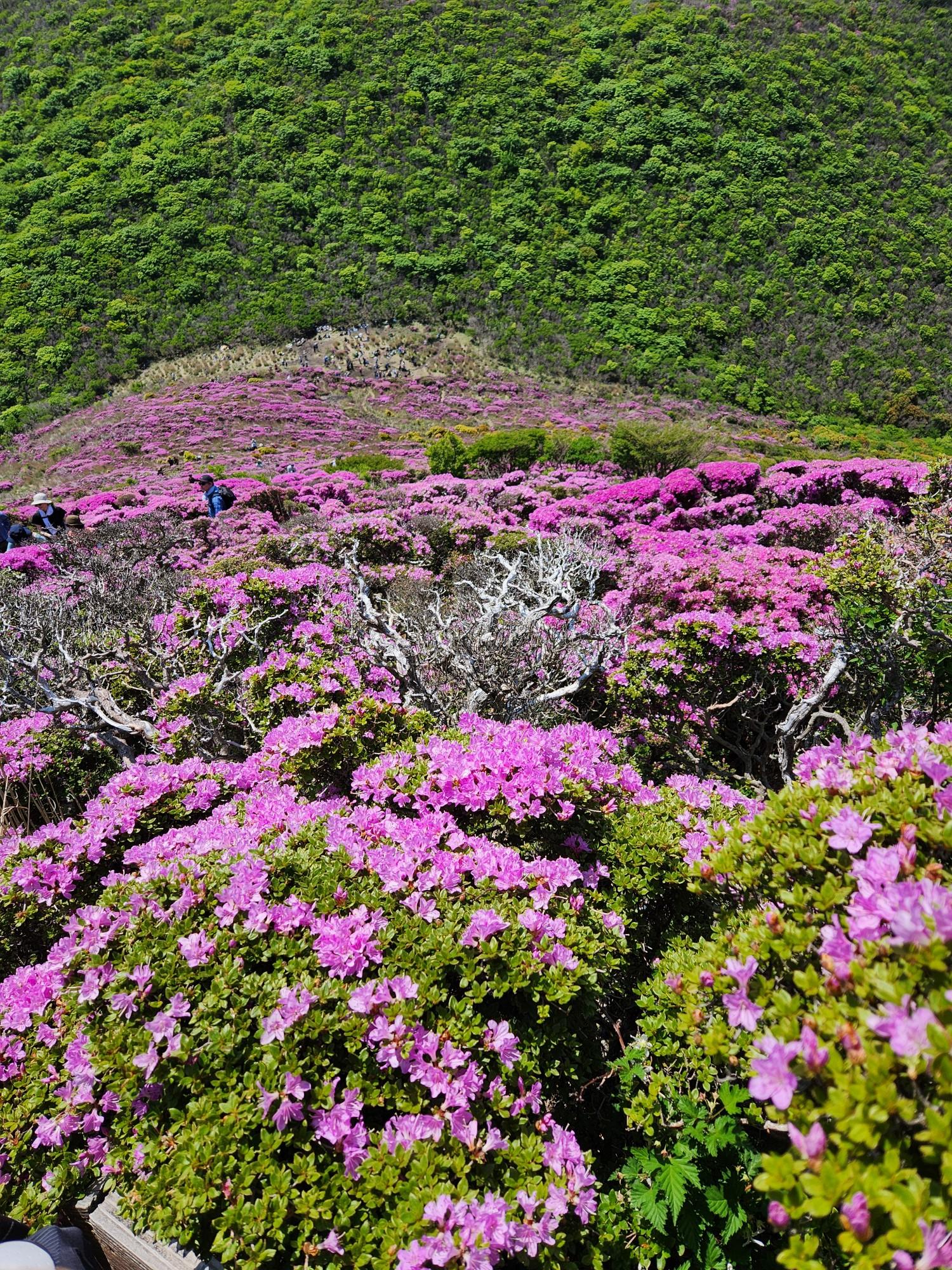 平治岳 / chie-valleyさんの九重山（久住山）・大船山・星生山の活動データ | YAMAP / ヤマップ