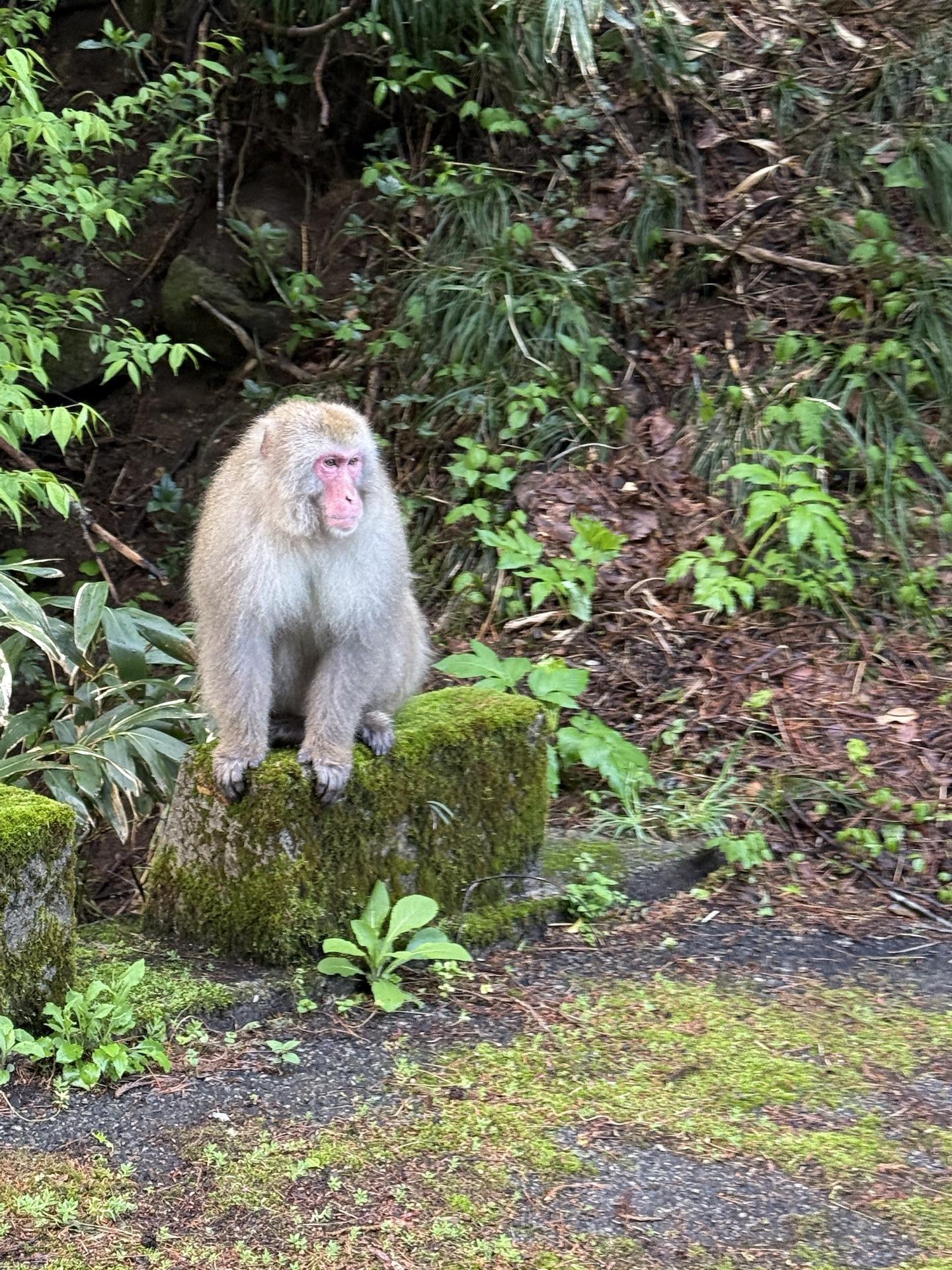 五頭山 山開き2025 / cococoさんの五頭山・菱ヶ岳・宝珠山の活動データ | YAMAP / ヤマップ