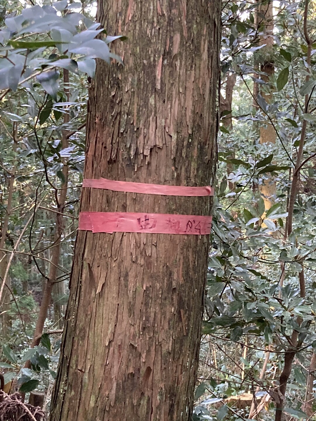 shokoさんの投稿したフィールドメモ | YAMAP / ヤマップ