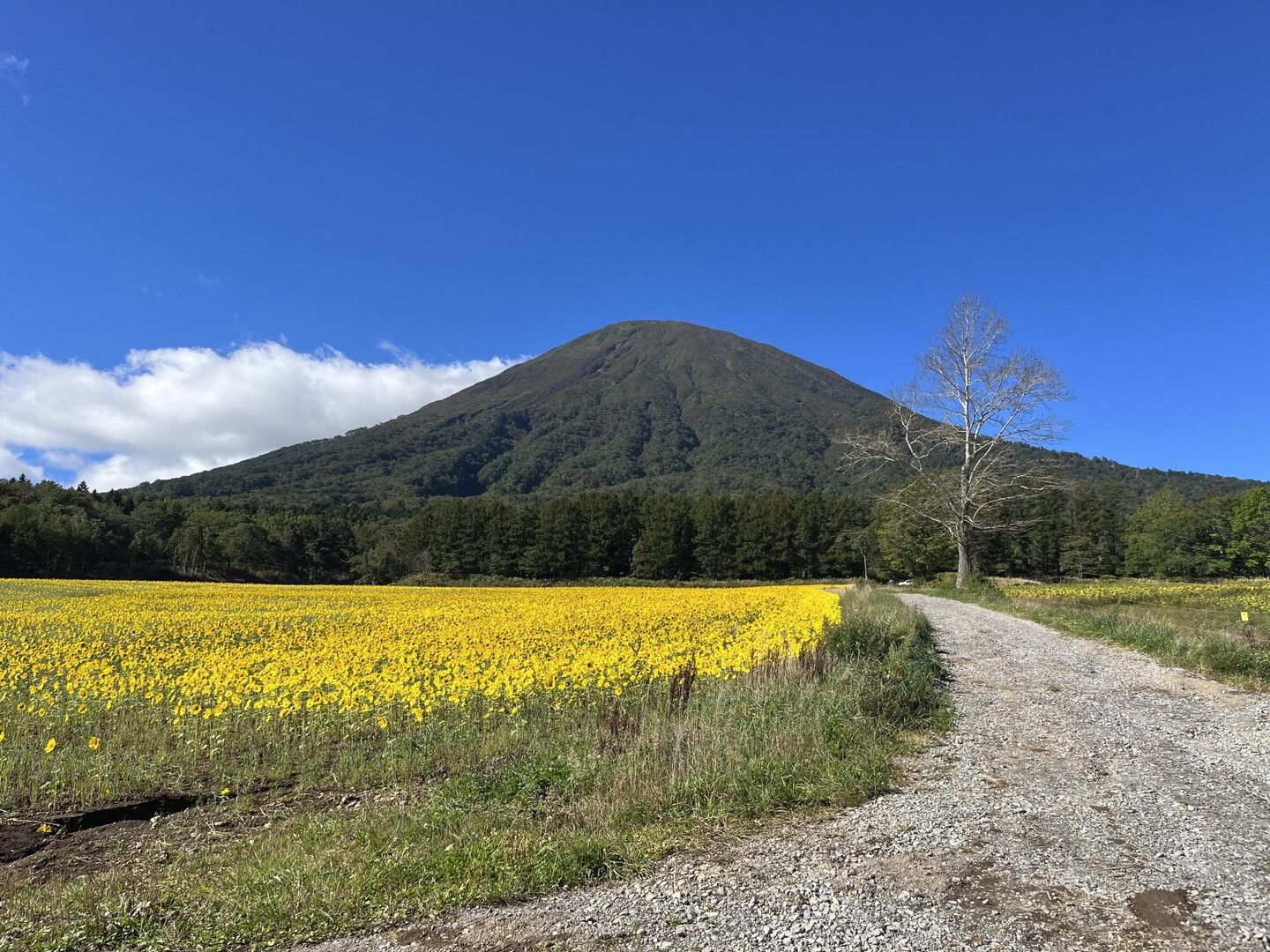 【百名山56座目】羊蹄山@登山仲間 / YUICHIROさんの羊蹄山（蝦夷富士）の活動データ | YAMAP / ヤマップ