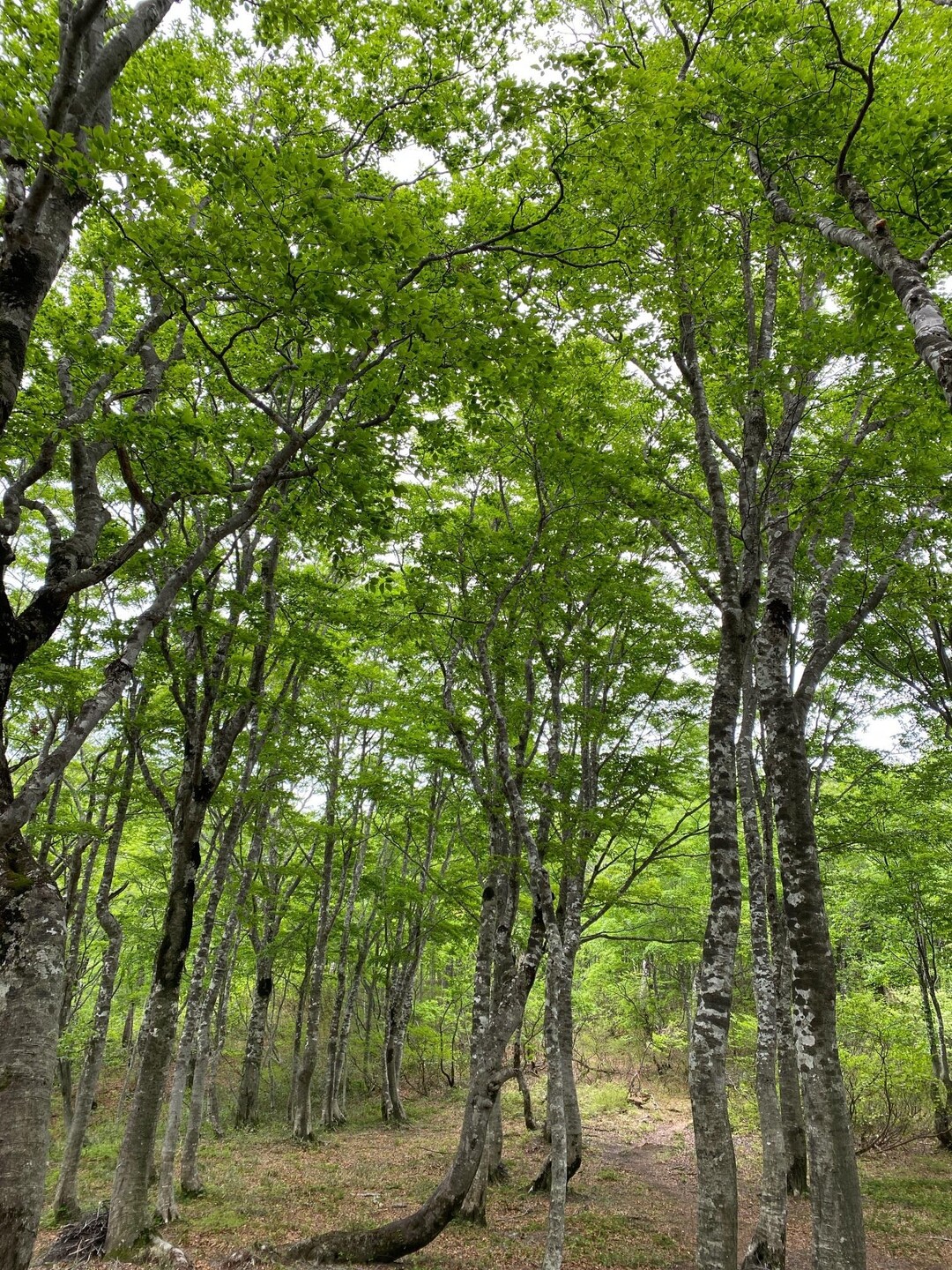 森林浴の平家平&姥ヶ岳へ / Baziruさんの姥ヶ岳の活動データ | YAMAP / ヤマップ
