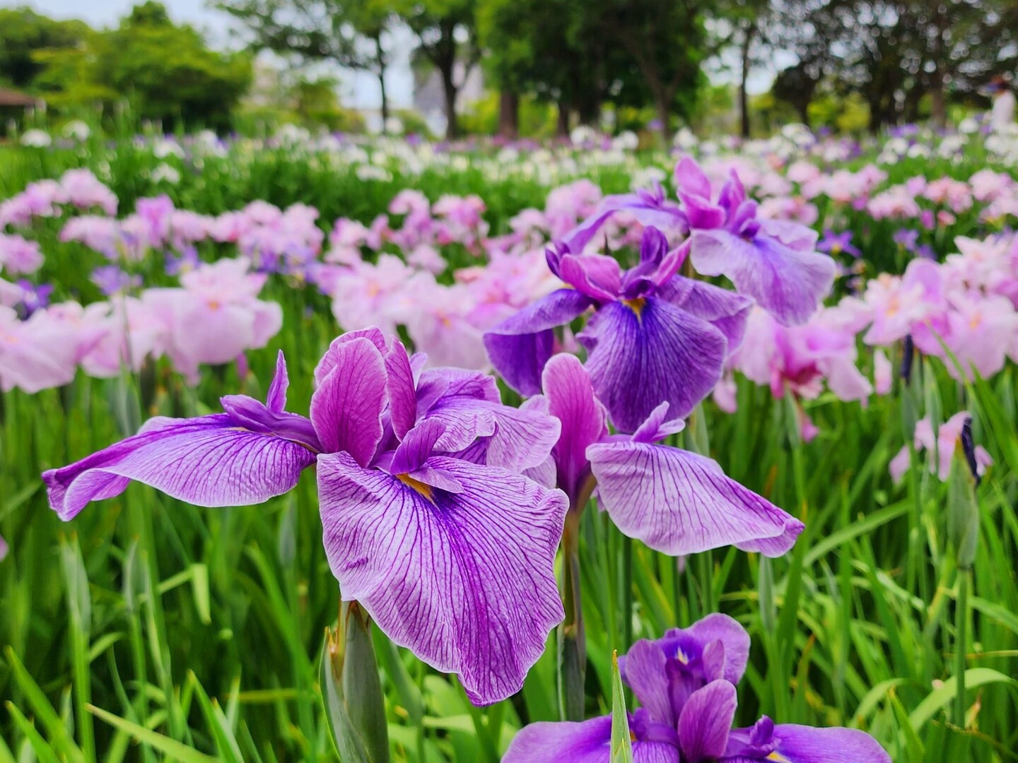 水元公園 / TOMMY☆さんのウォーキングの活動データ | YAMAP / ヤマップ