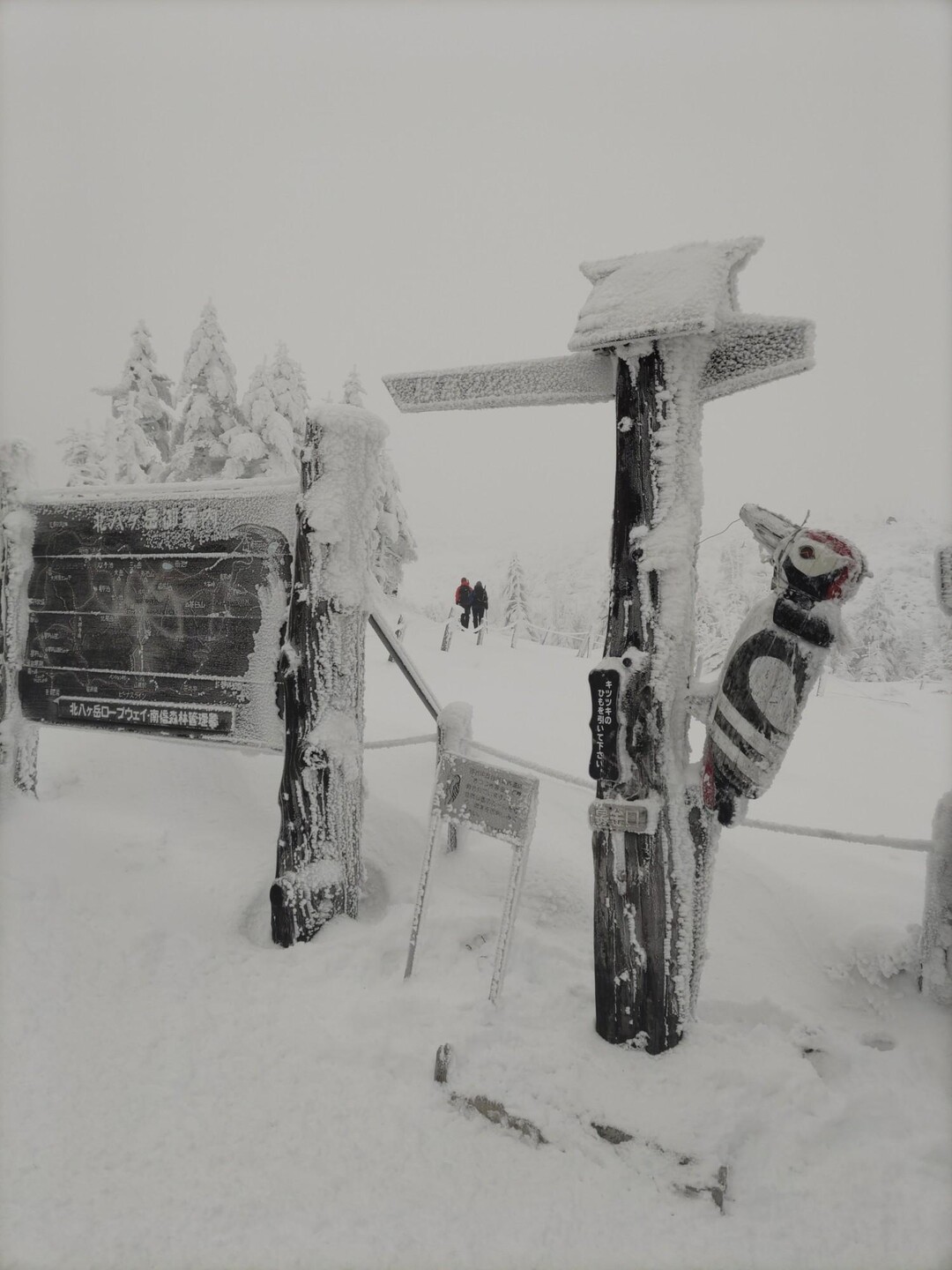 2022登り納めの雪の北横岳（南峰）・北横岳（北峰） / tamuさんの蓼科山・横岳・縞枯山の活動データ | YAMAP / ヤマップ