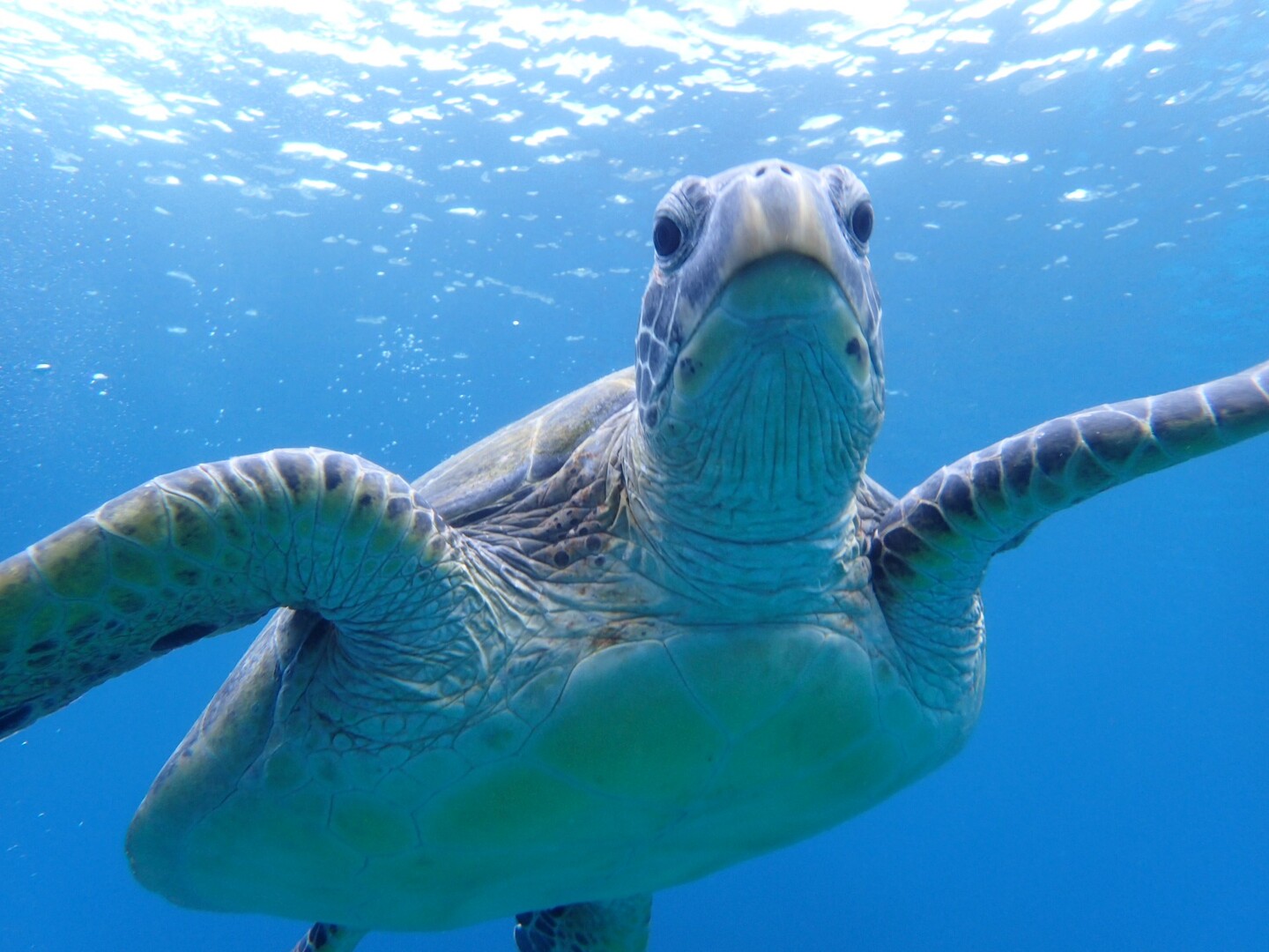 クジラの声で身体を震わせながらカメ三昧 ... / bptanakaさんのモーメント | YAMAP / ヤマップ