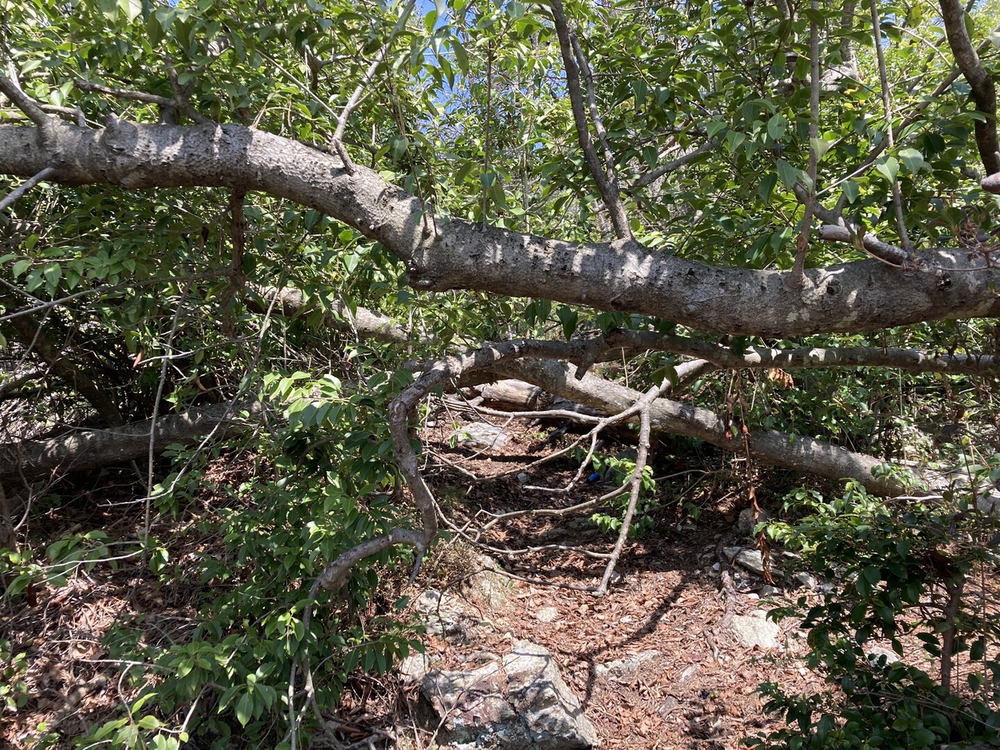 HIDEさんの投稿したフィールドメモ | YAMAP / ヤマップ