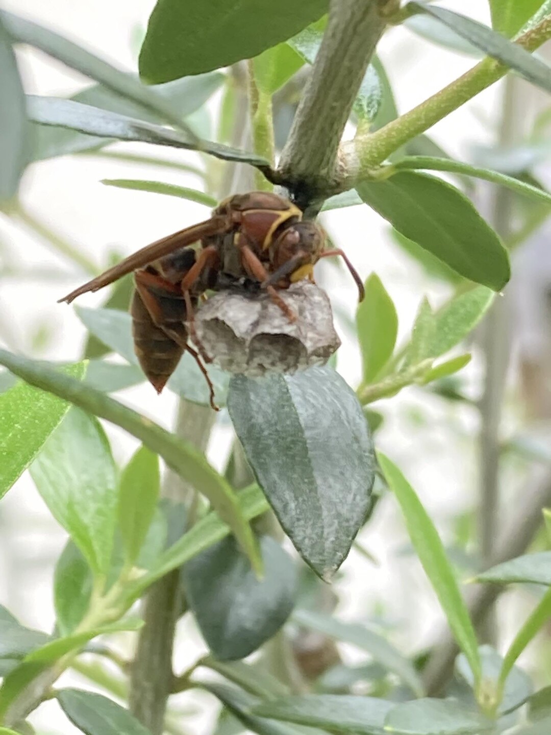 1.ご馳走にしか見えていないから取り除か... / keloさんのモーメント | YAMAP / ヤマップ