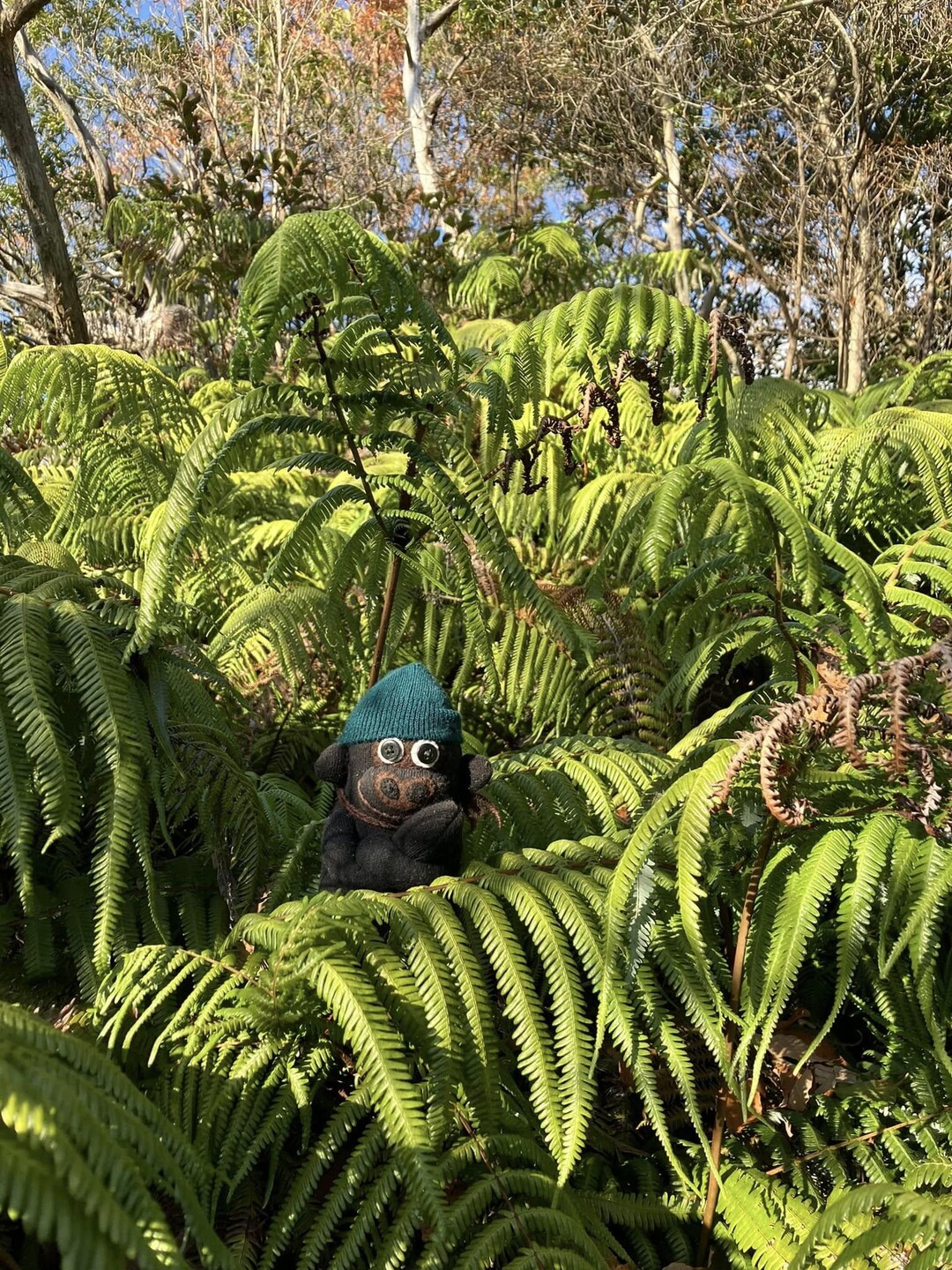 七種山グルリンコ / k.katoさんの七種山の活動データ | YAMAP / ヤマップ