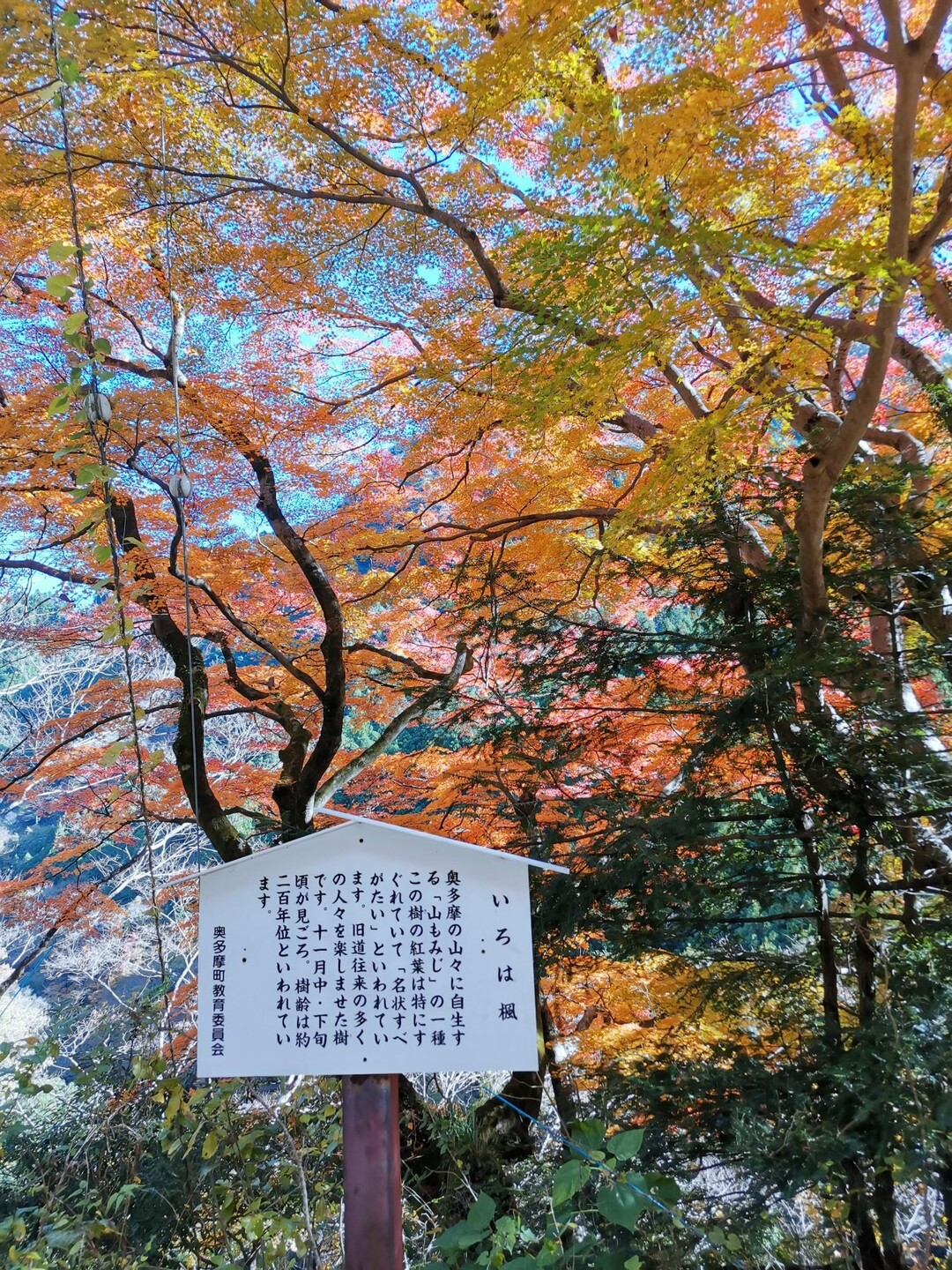 奥多摩むかし道② / KODAさんの大岳山・御岳山・御前山の活動データ | YAMAP / ヤマップ