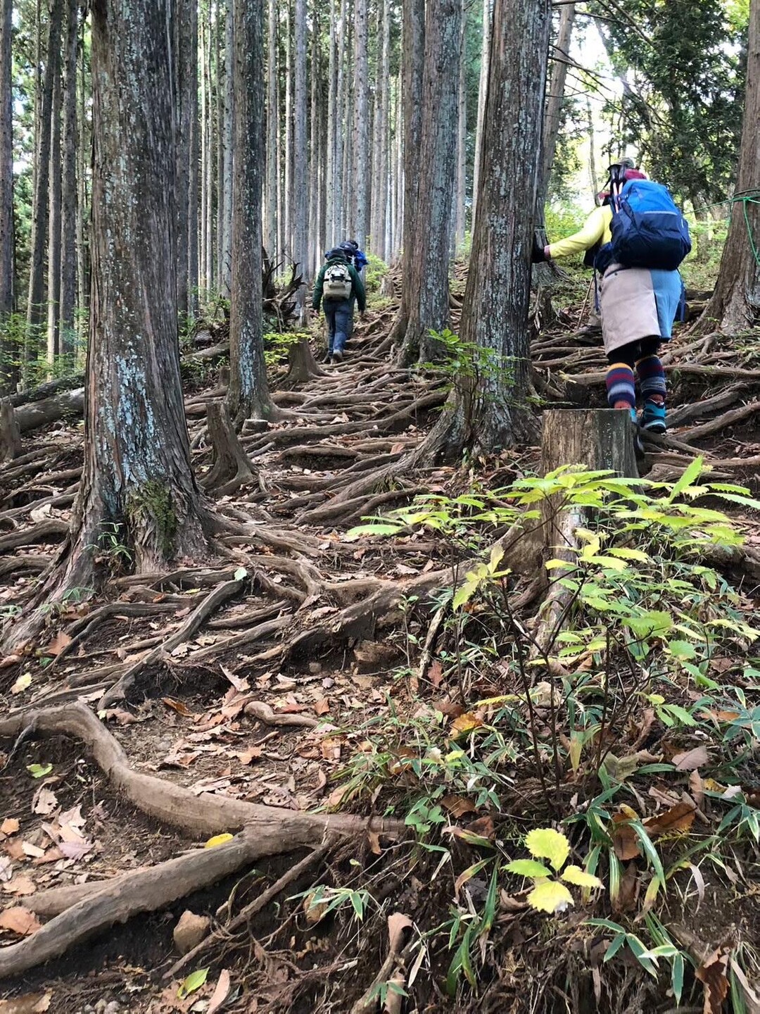 棒ノ嶺(棒ノ折山) / emikoさんの棒ノ折山（棒ノ嶺）の活動データ | YAMAP / ヤマップ